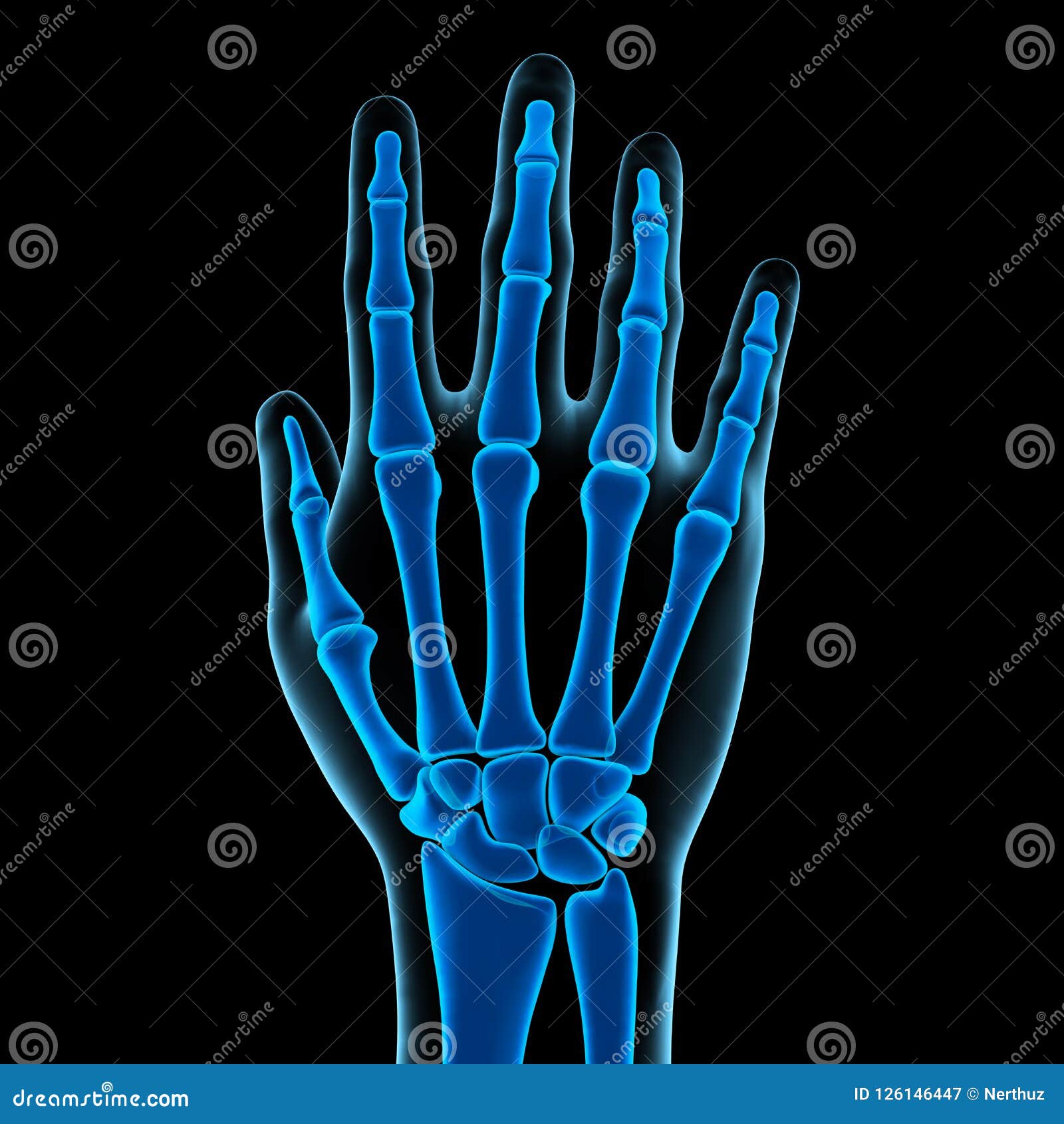 Human Hand Anatomy Illustration Stock Illustration - Illustration of ...