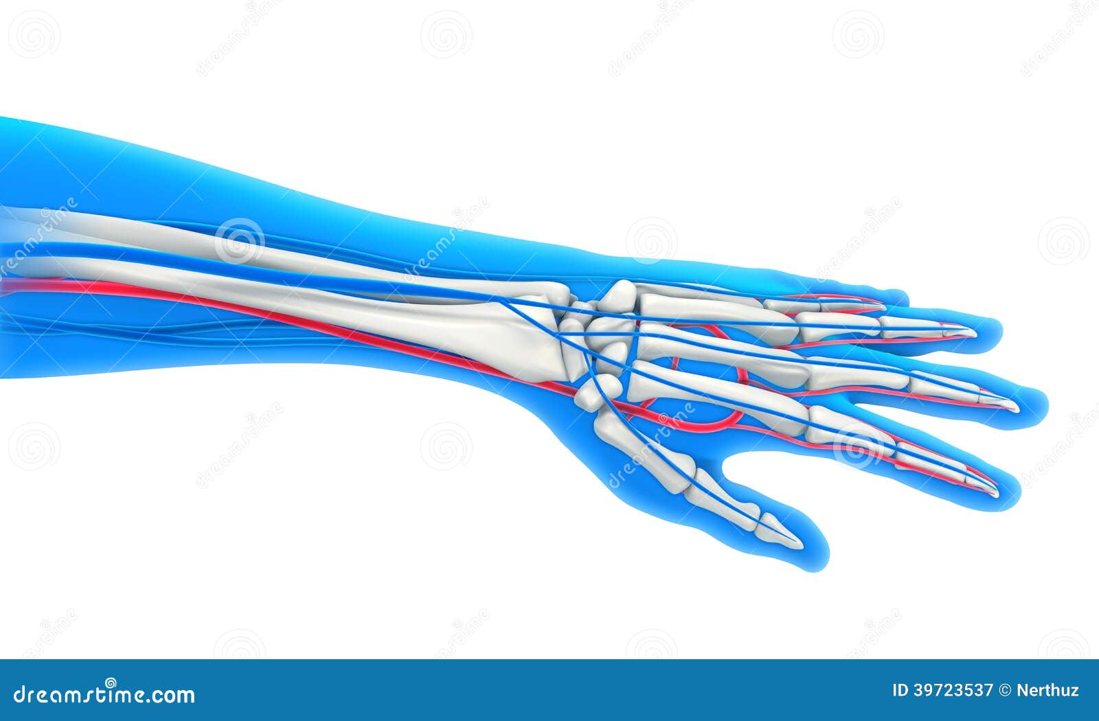 Hand Anatomy Realistic Set Vector Illustration | CartoonDealer.com ...