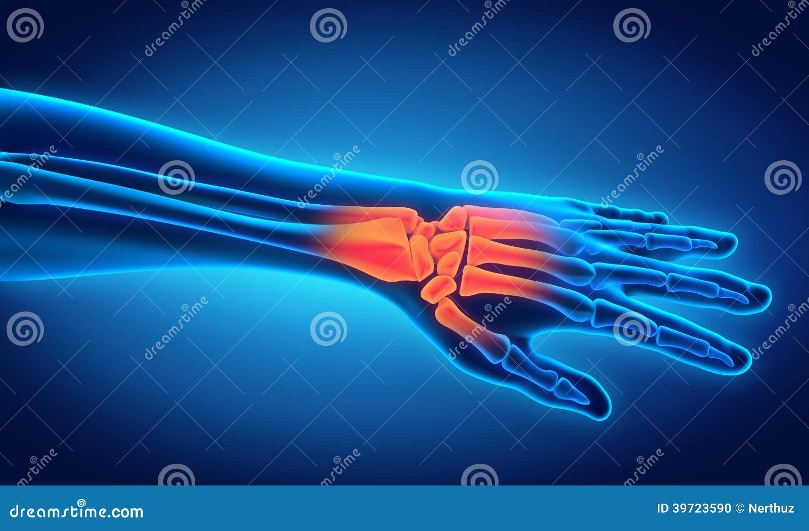 Hand Anatomy - Muscles, Structure Royalty-Free Stock Image ...