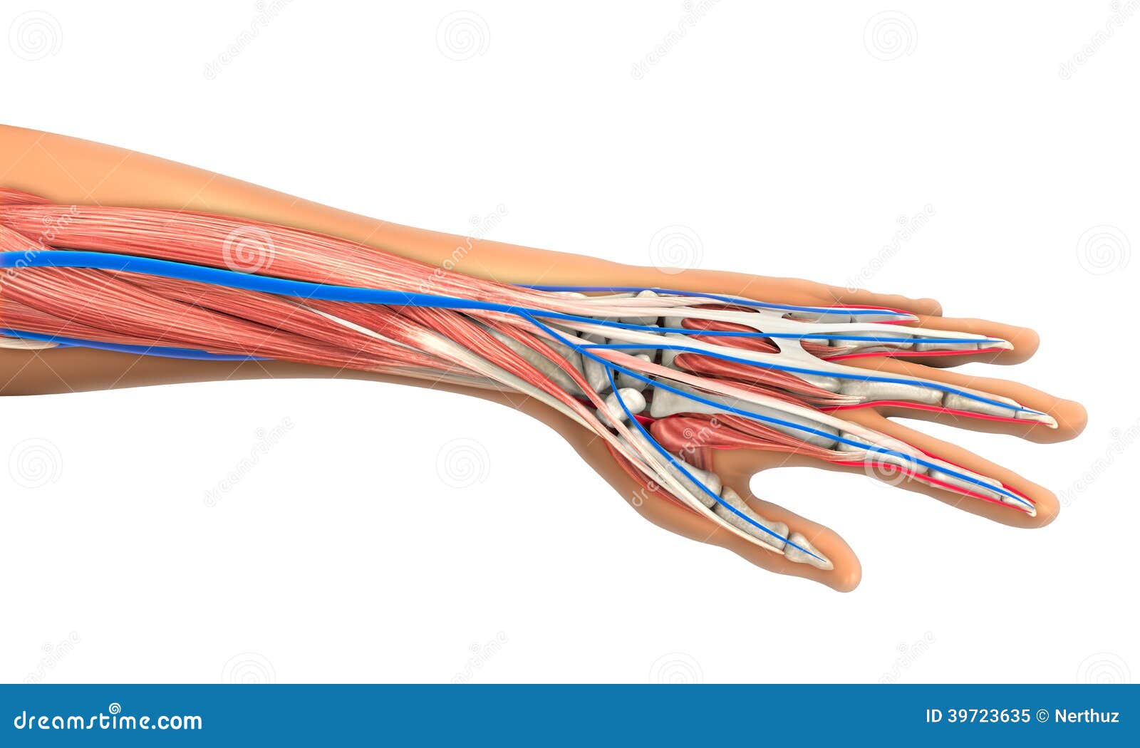 Hand Anatomy - Forearm, Muscles, Structure, Fingers Stock Photo ...