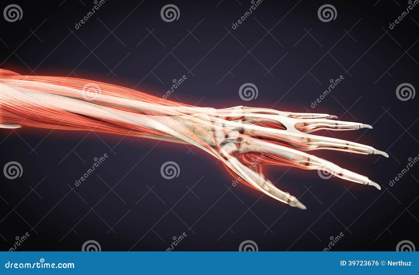 Hand Anatomy Royalty-Free Illustration | CartoonDealer.com #19282200