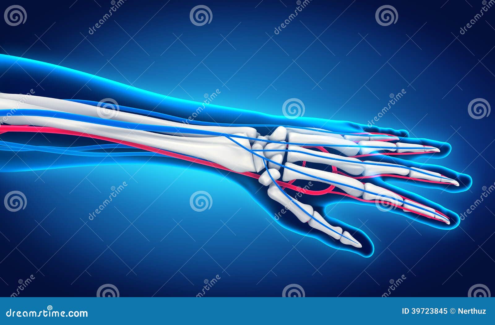 Hand Anatomy - Muscles, Structure Royalty-Free Stock Image ...