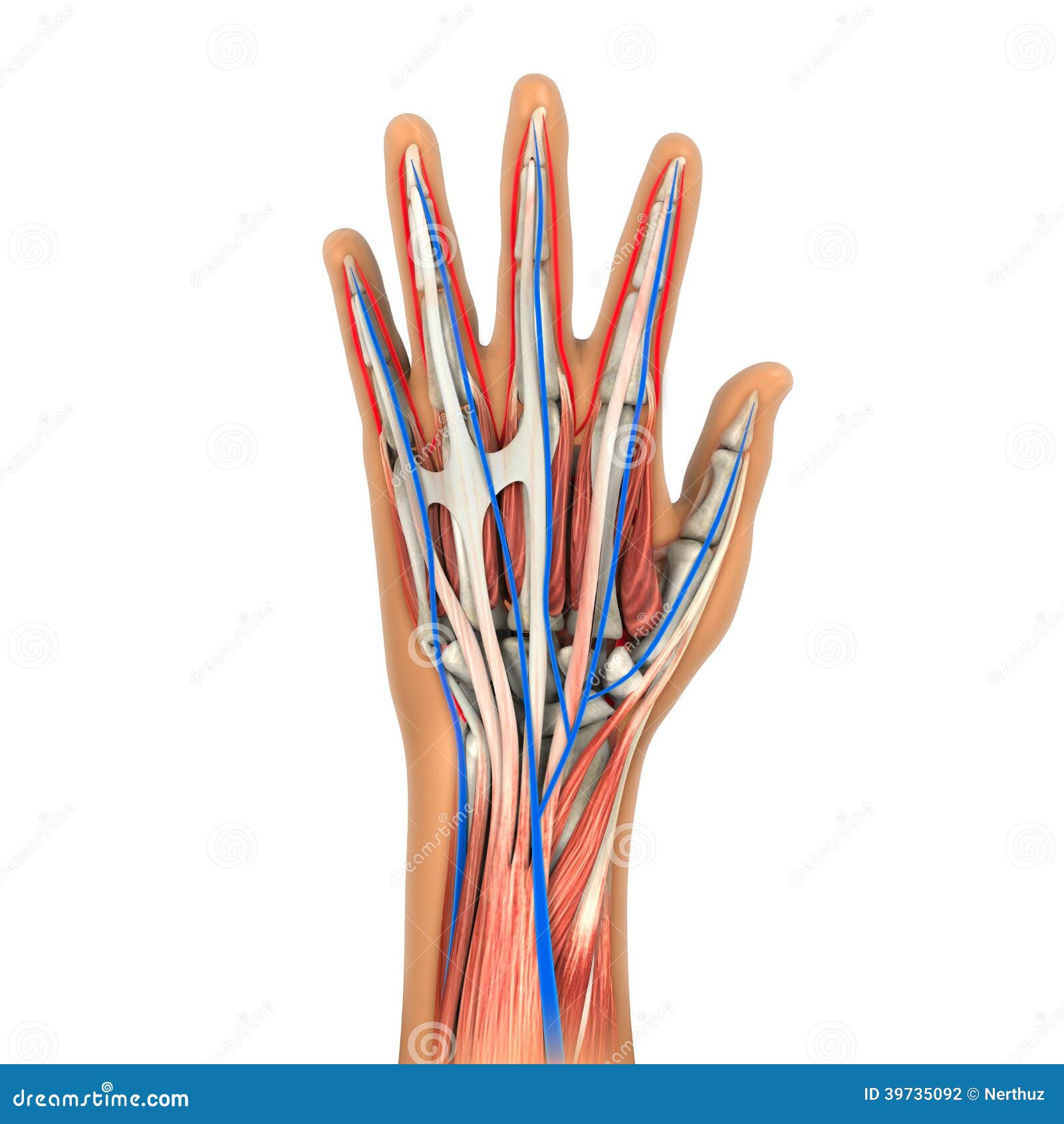 Human Hand Anatomy Illustration Stock Illustration - Illustration of ...
