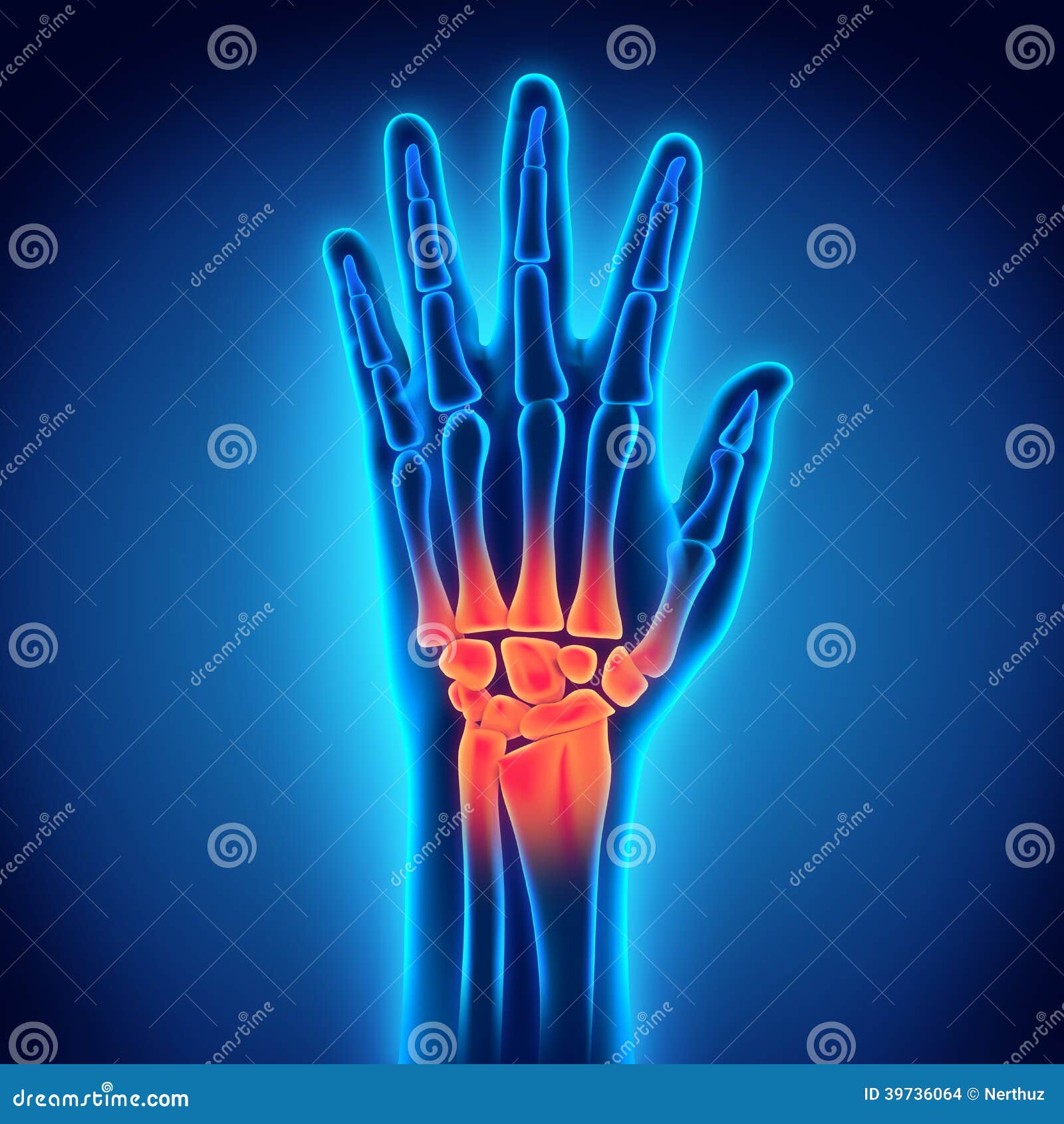 Hand Anatomy Royalty-Free Stock Photo | CartoonDealer.com #48766311