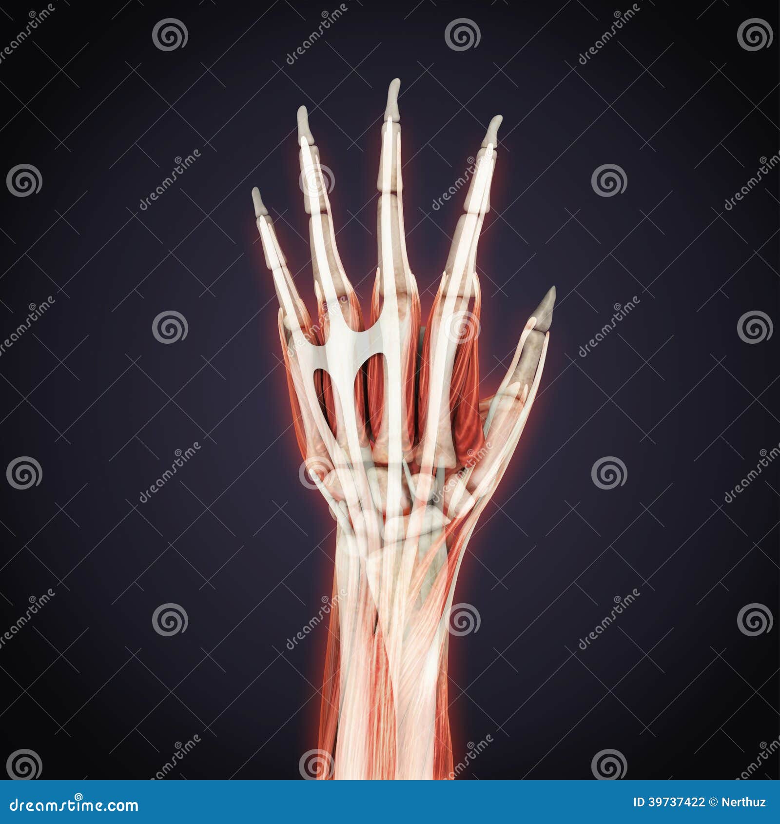 Human Hand Anatomy Illustration Stock Illustration - Illustration of ...