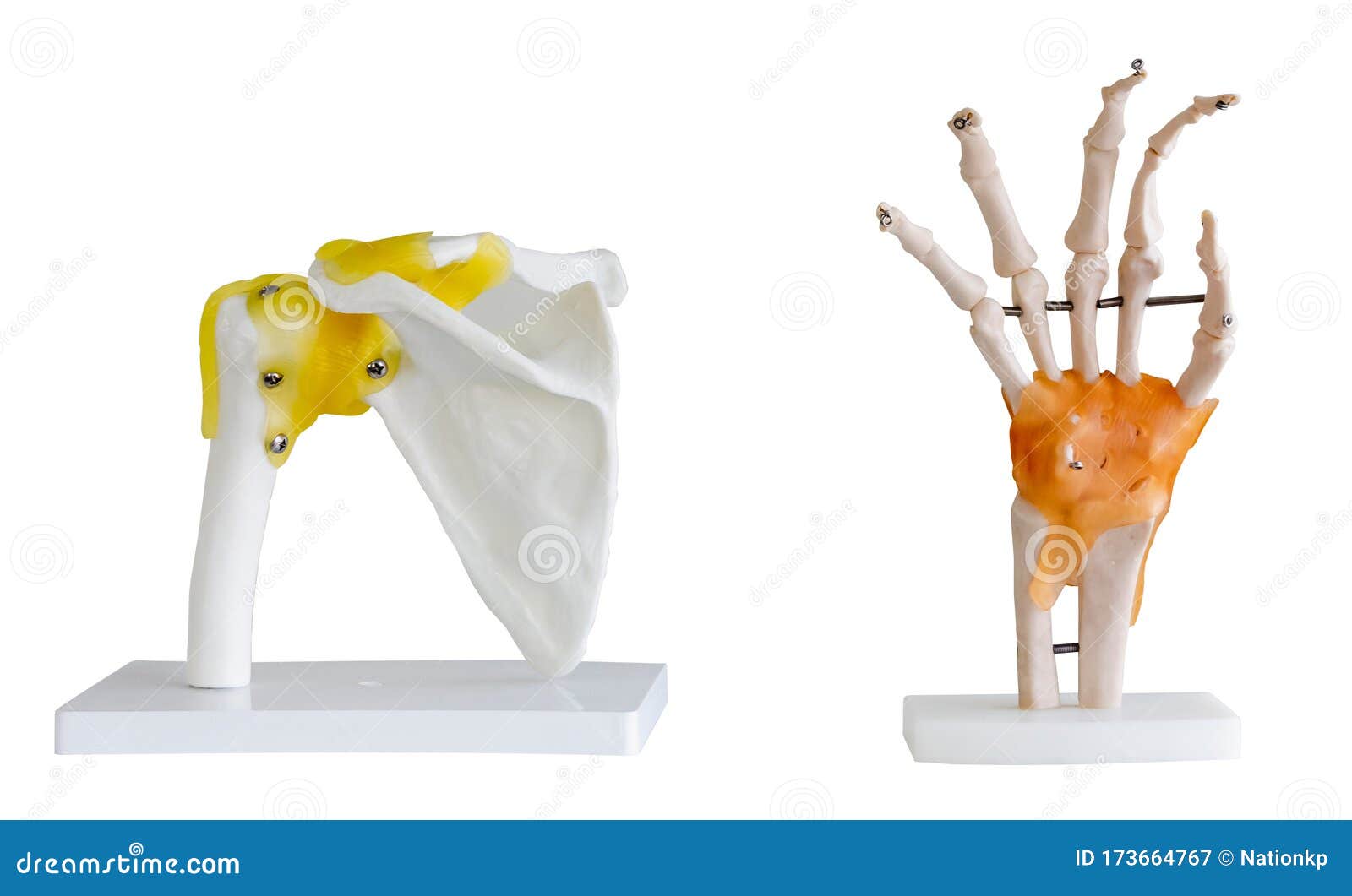 Human Hand and Bond Models for Teaching Knowledge Stock Image - Image ...
