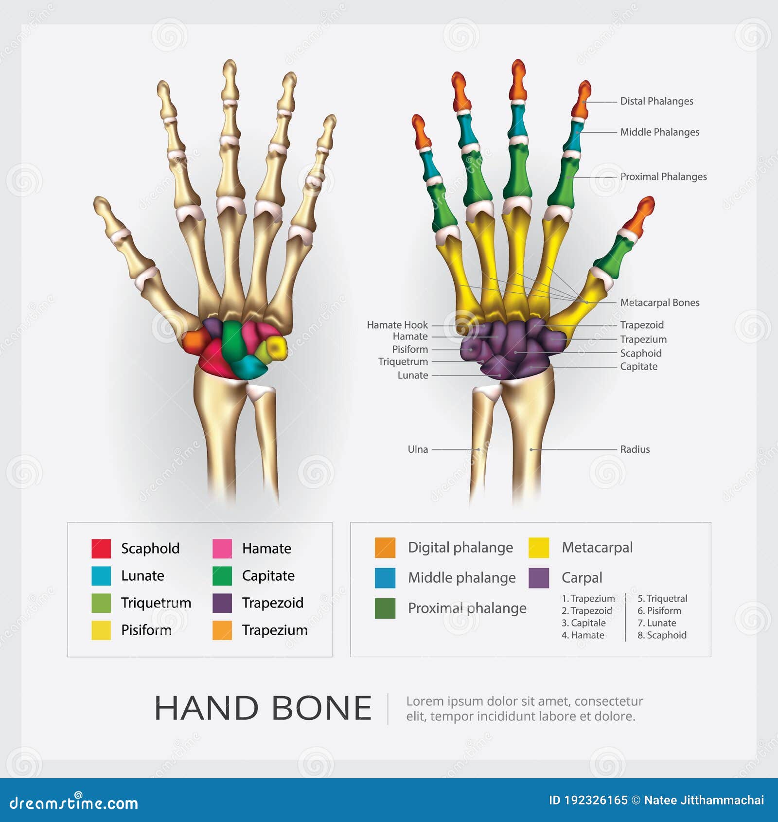 Human Hand Bone stock vector. Illustration of chiropractor - 192326165