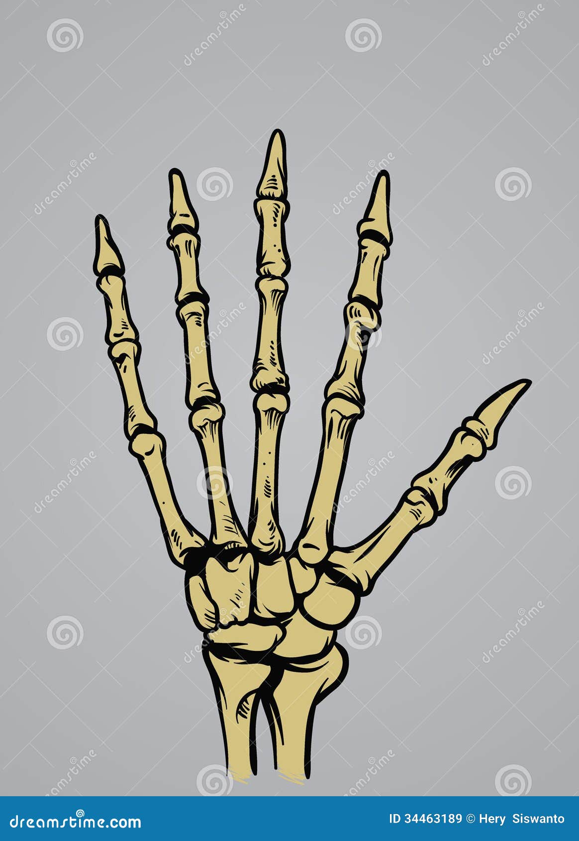 Hand Bone Anatomy Royalty-Free Stock Image | CartoonDealer.com #38184046