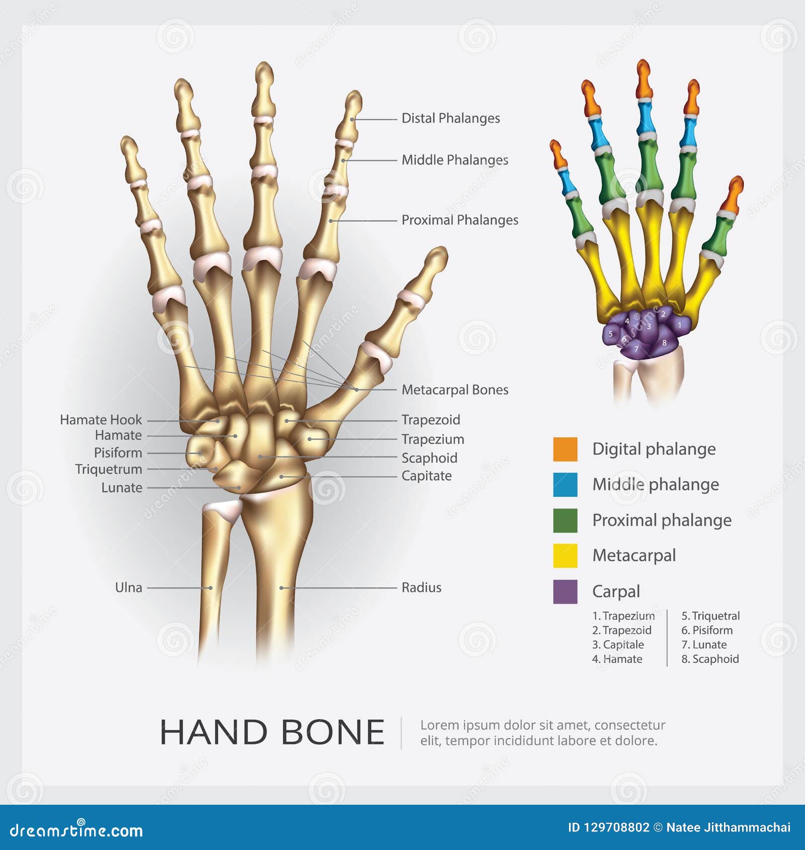 Human Hand Bone stock vector. Illustration of doctor - 129708802
