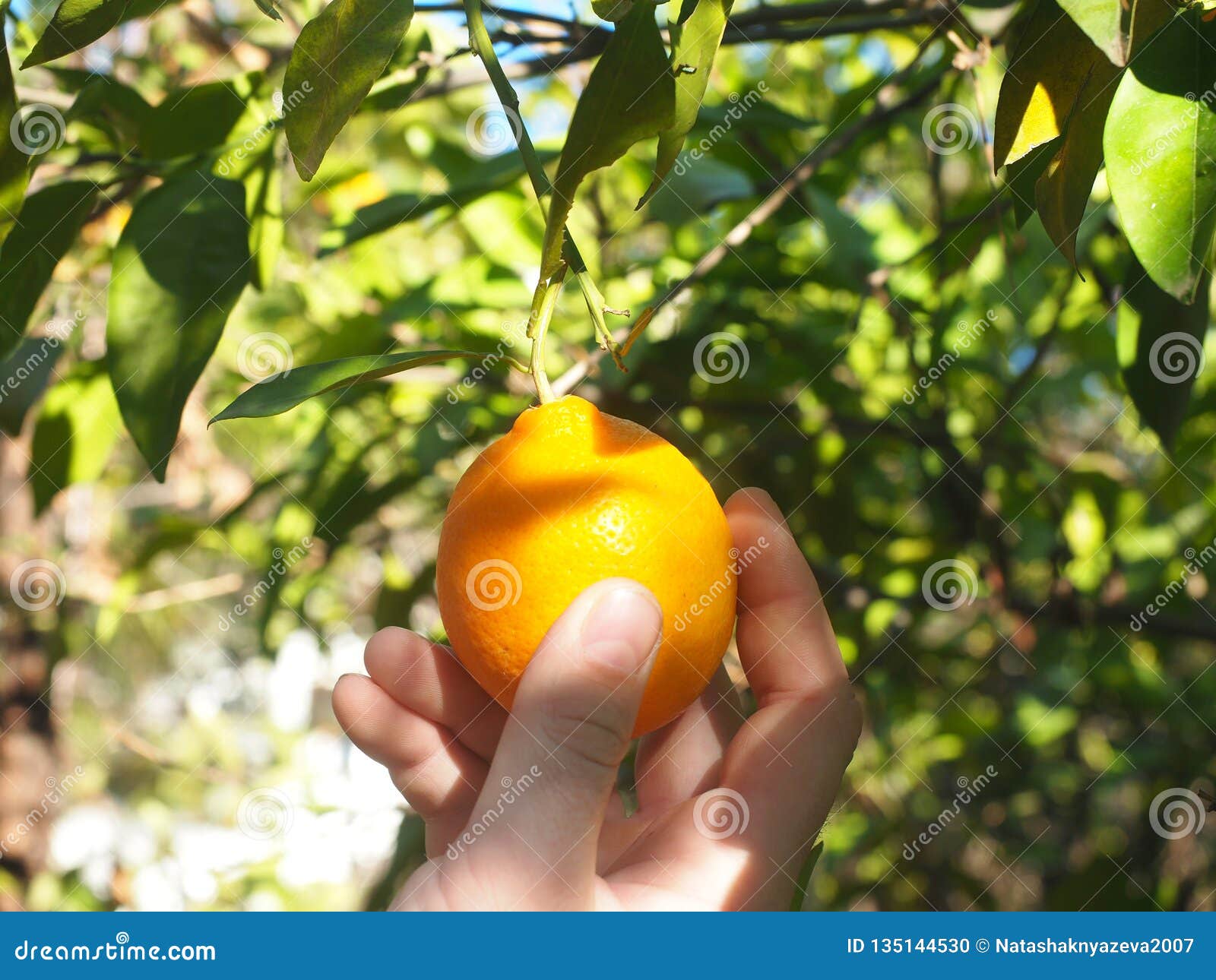 Human Hand Breaks an Orange from Tree Branch, Close Up Stock Photo ...