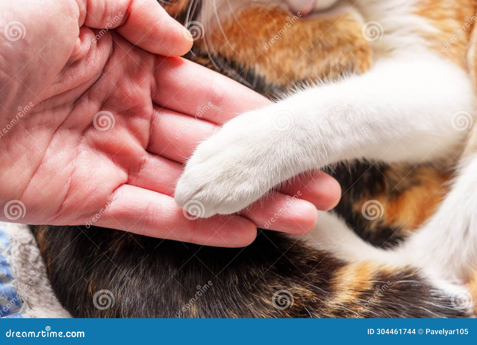 Human Hand and Cat Paw Together. Help Animals Concept Stock Photo ...