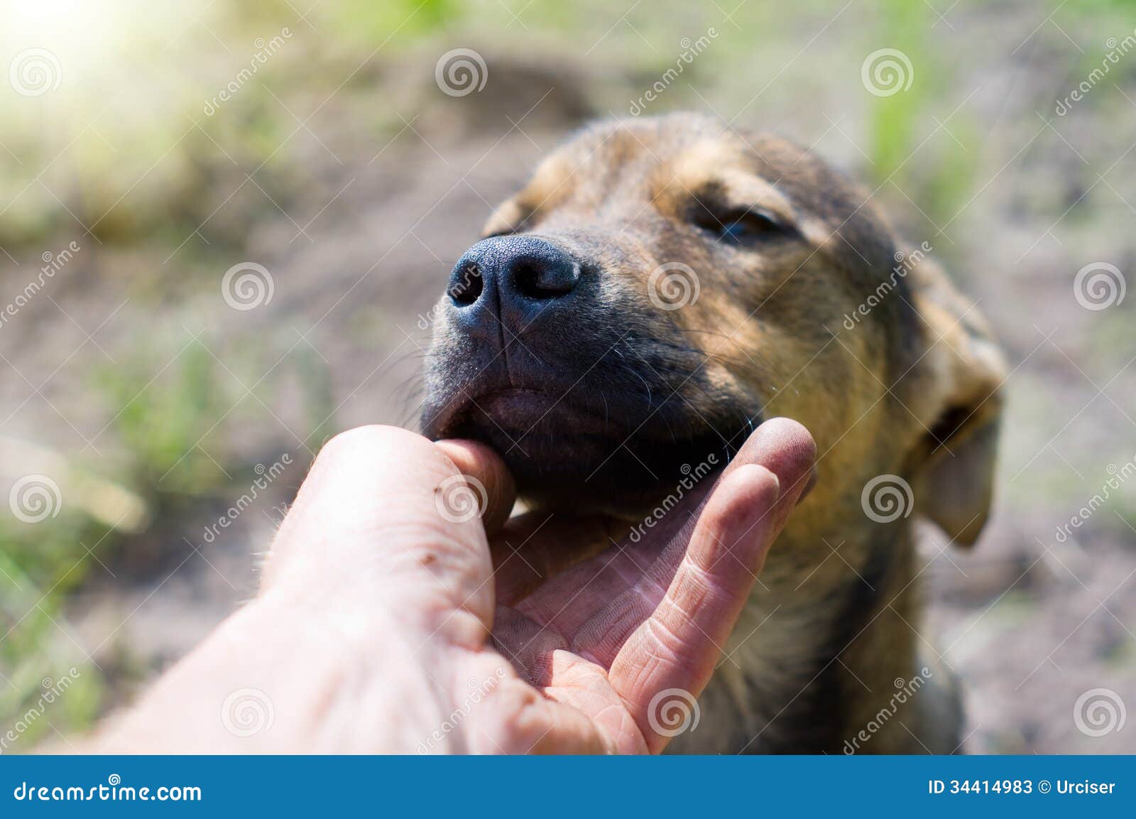 Human hand and dog head stock image. Image of love, care - 34414983