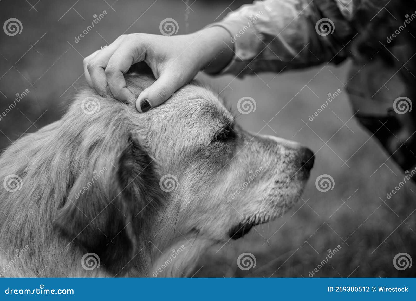 Human hand on dog head stock photo. Image of looking - 269300512