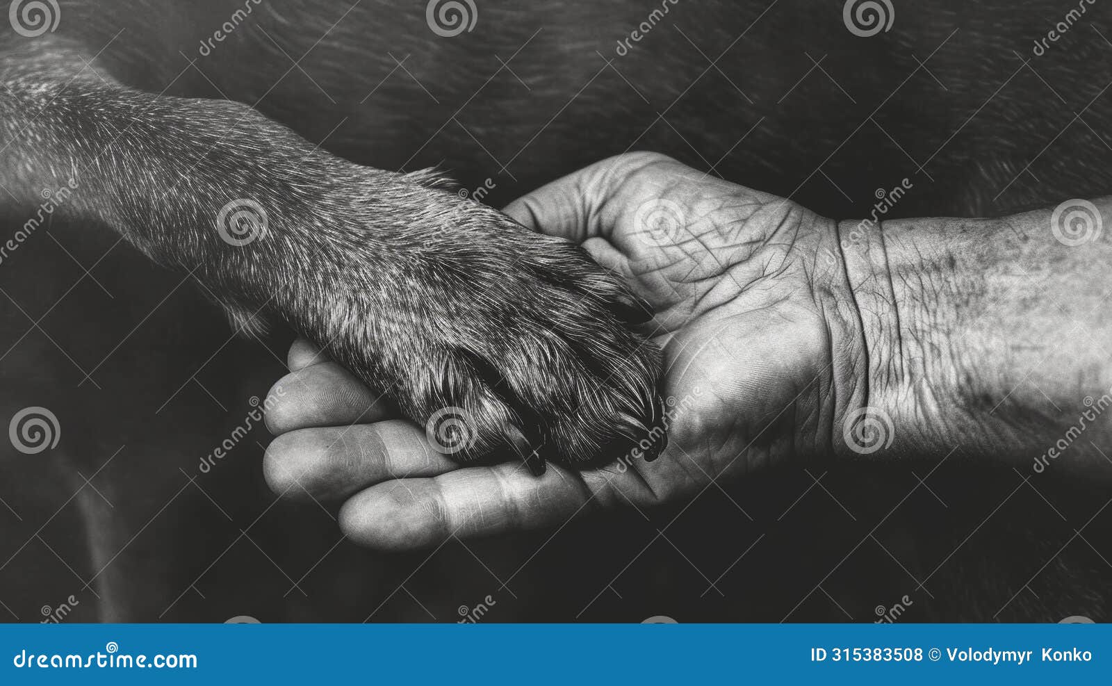 Human Hand and Dog Paw Together Stock Photo - Image of solidarity ...