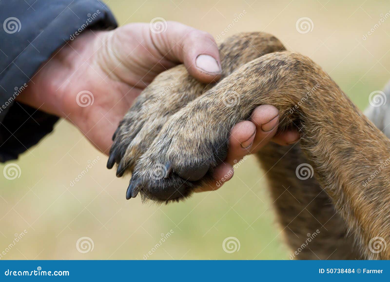 Human hand and dog paws stock photo. Image of brown, bright - 50738484