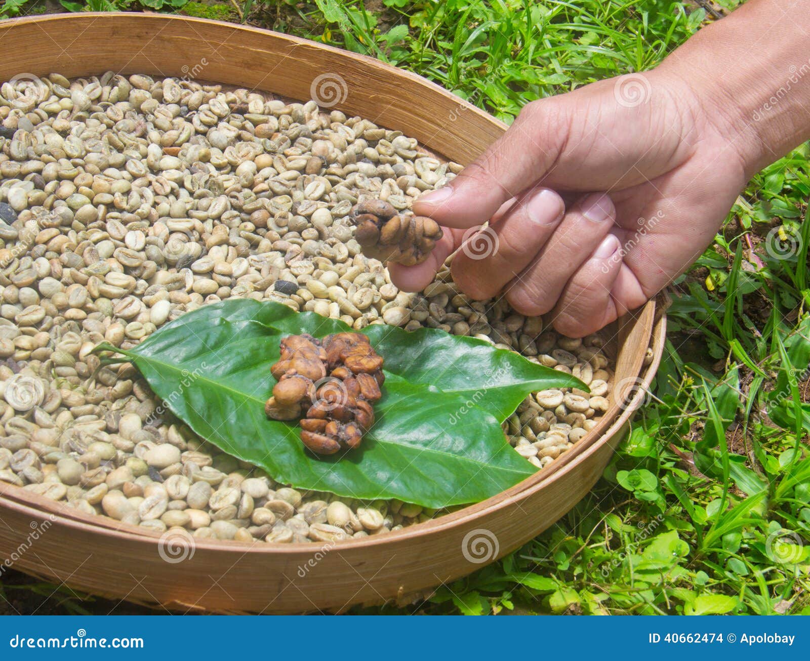 Human Feces Stock Images - Download 157 Royalty Free Photos