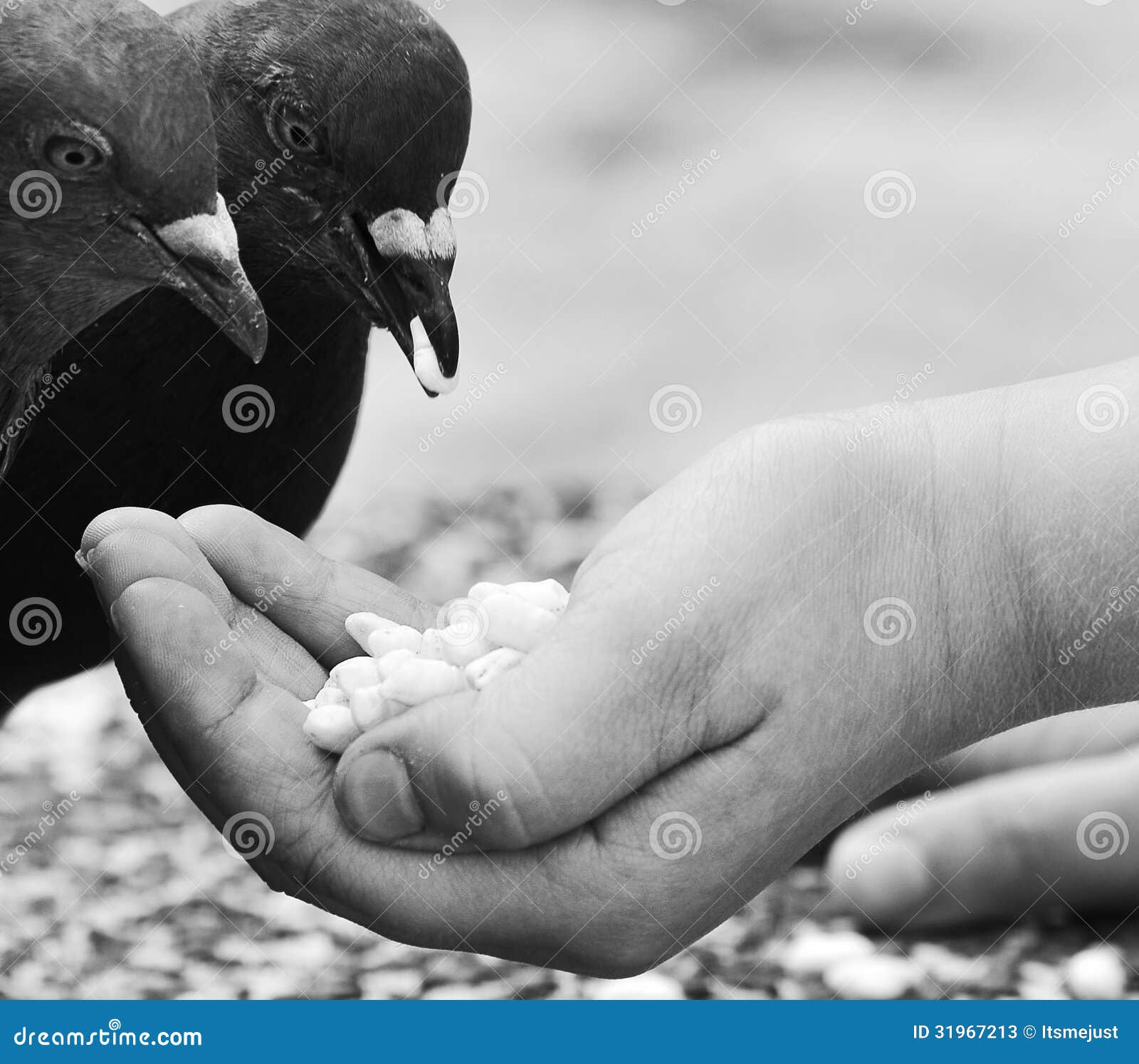 2,864 Hand Feeding Birds Stock Photos - Free & Royalty-Free Stock ...