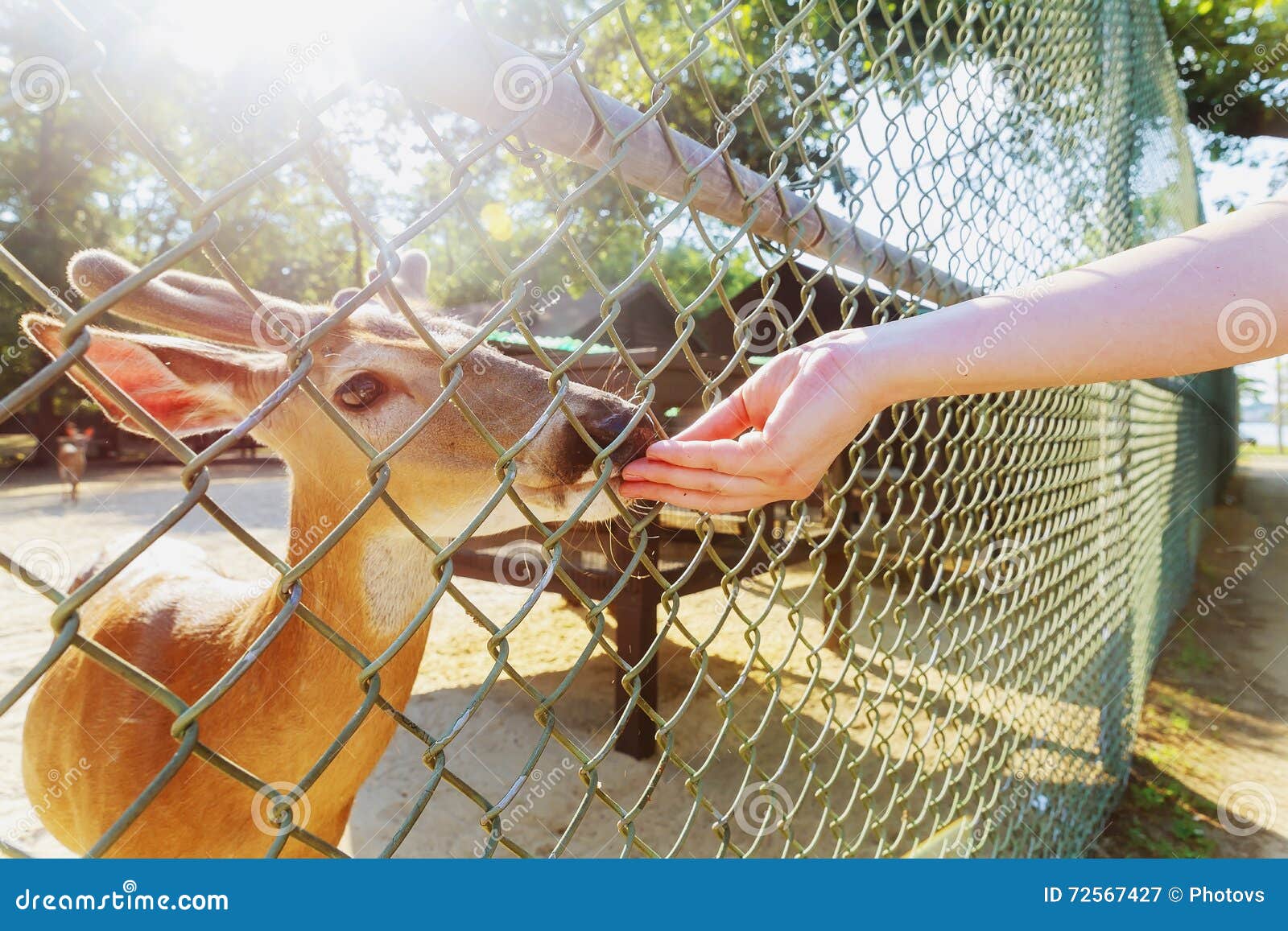 Human Hand is Feeding a Deer with Bread Stock Image - Image of bambi ...