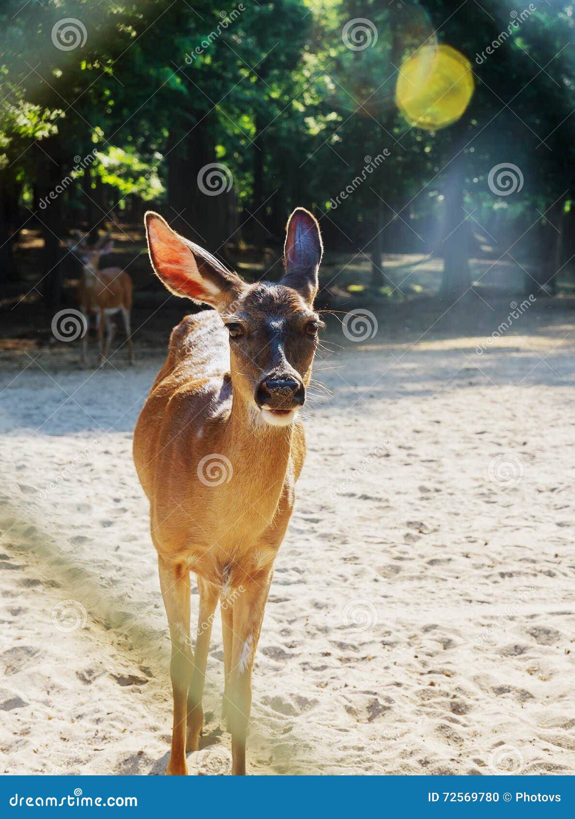 Human Hand is Feeding a Deer with Bread Stock Photo - Image of deer ...