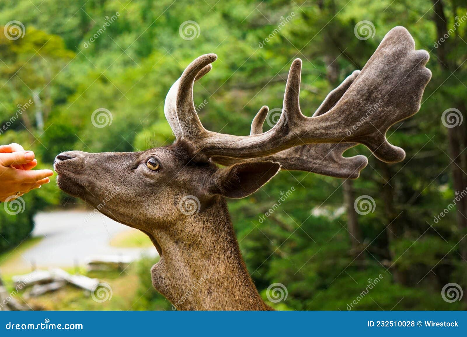 Human Hand is Feeding a Deer with Majestic Antlers Stock Photo - Image ...