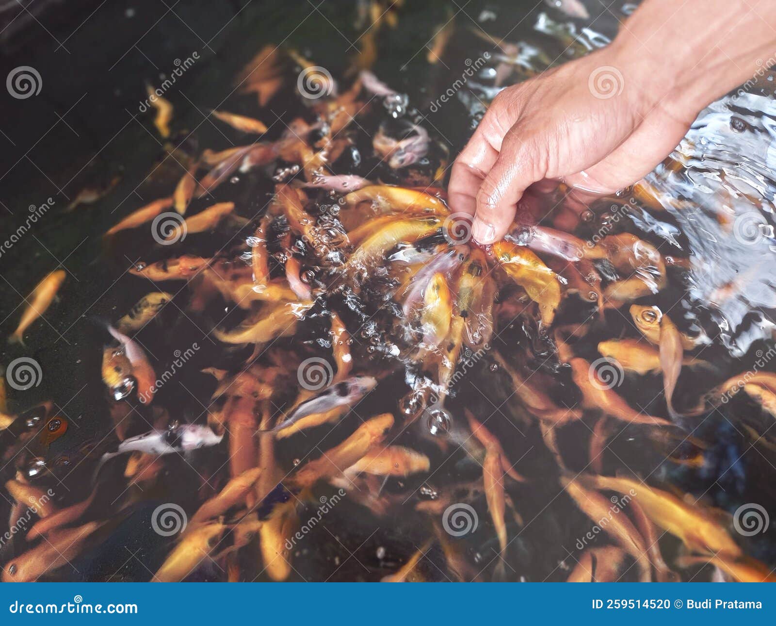 Human Hand Feeding the Fish Stock Photo - Image of meal, grilling ...