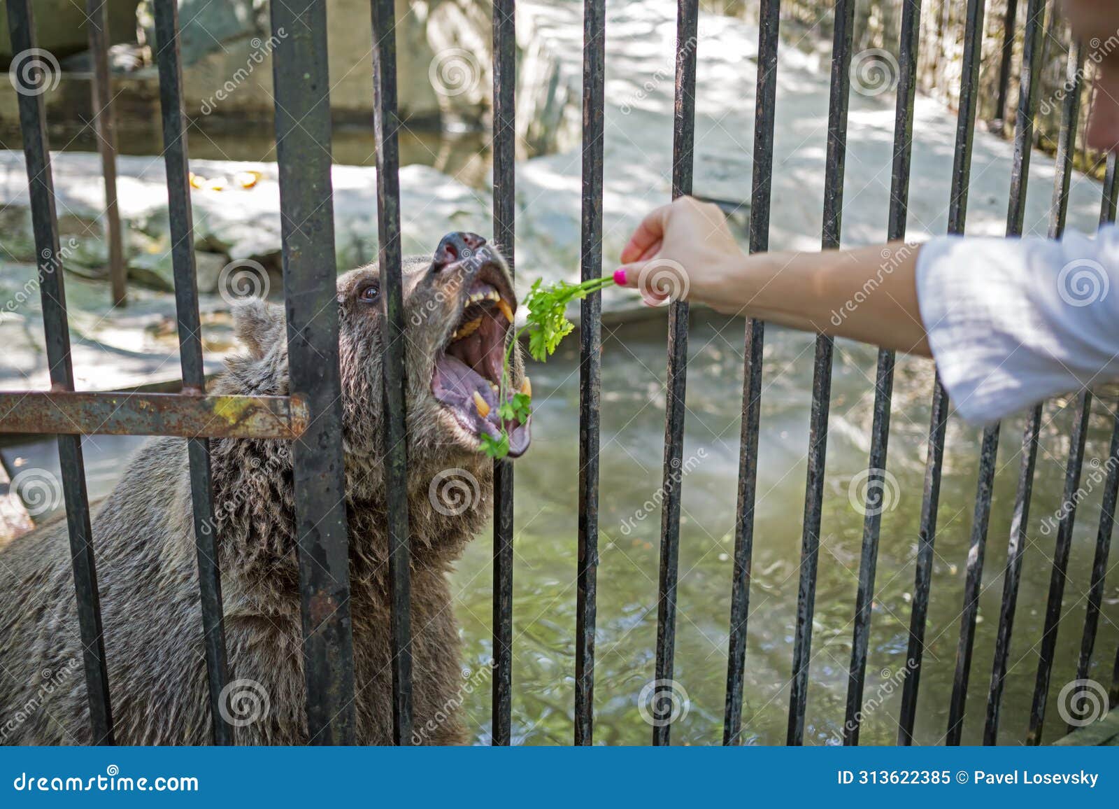 Human Hand Feeding Grass Brown Bear in a Stock Image - Image of ...
