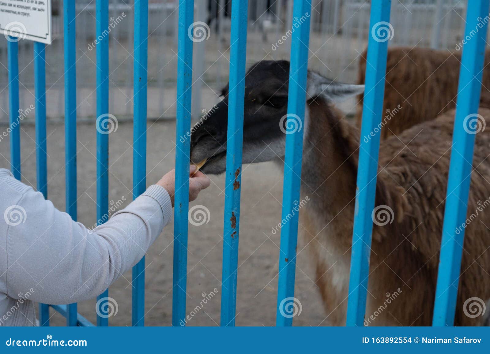 Human Hand Feeds Animals through the Cage Stock Photo - Image of lama ...