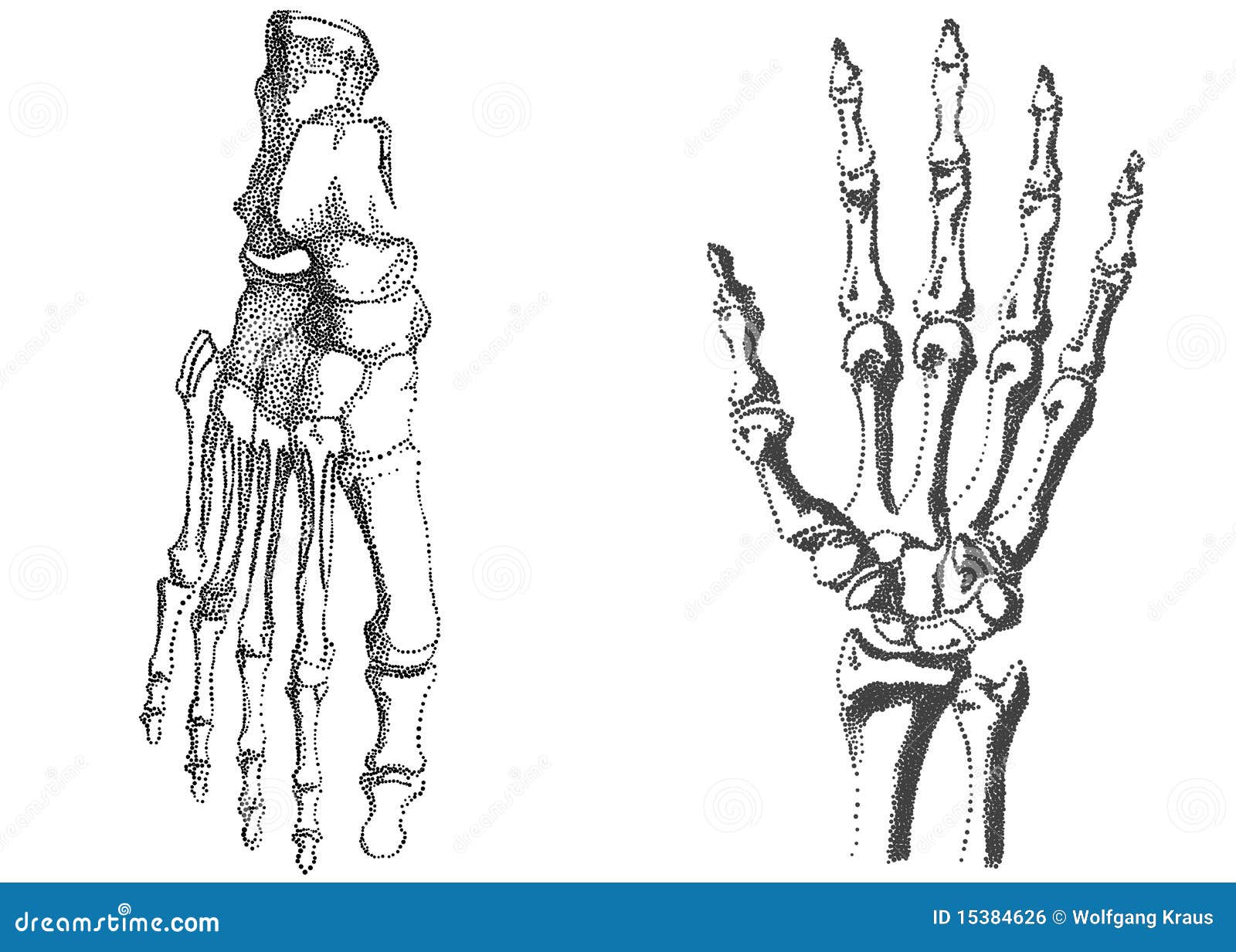 Human Hand And Foot Royalty Free Stock Image - Image: 15384626