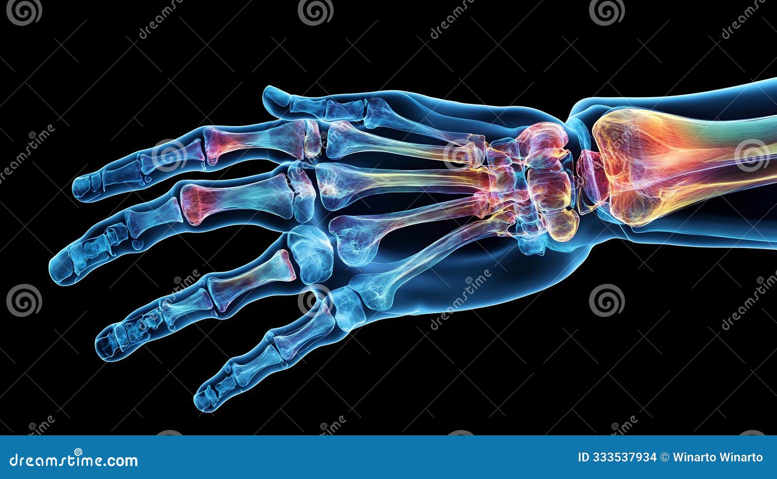 Human Hand and Forearm Bones - Digital Rendering Stock Photo - Image of ...
