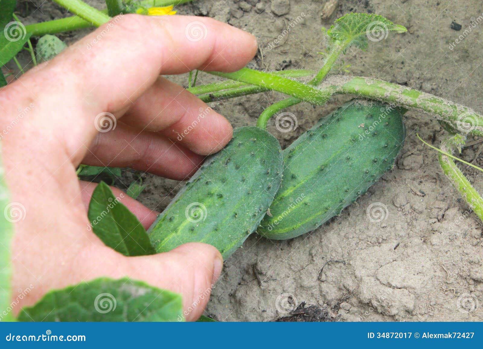 Human Hand with Fruits of Cucumber Stock Image - Image of juice, green ...