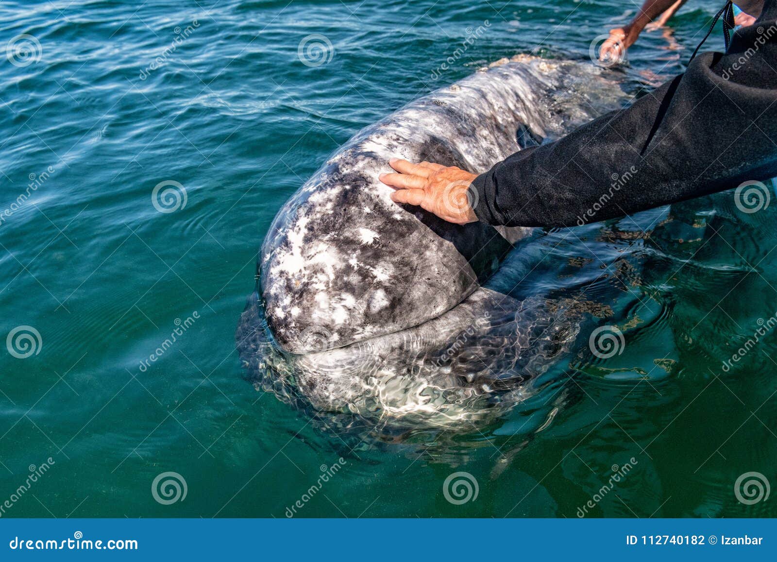 Human Hand on Grey Whale Approaching a Boat Stock Photo - Image of ...