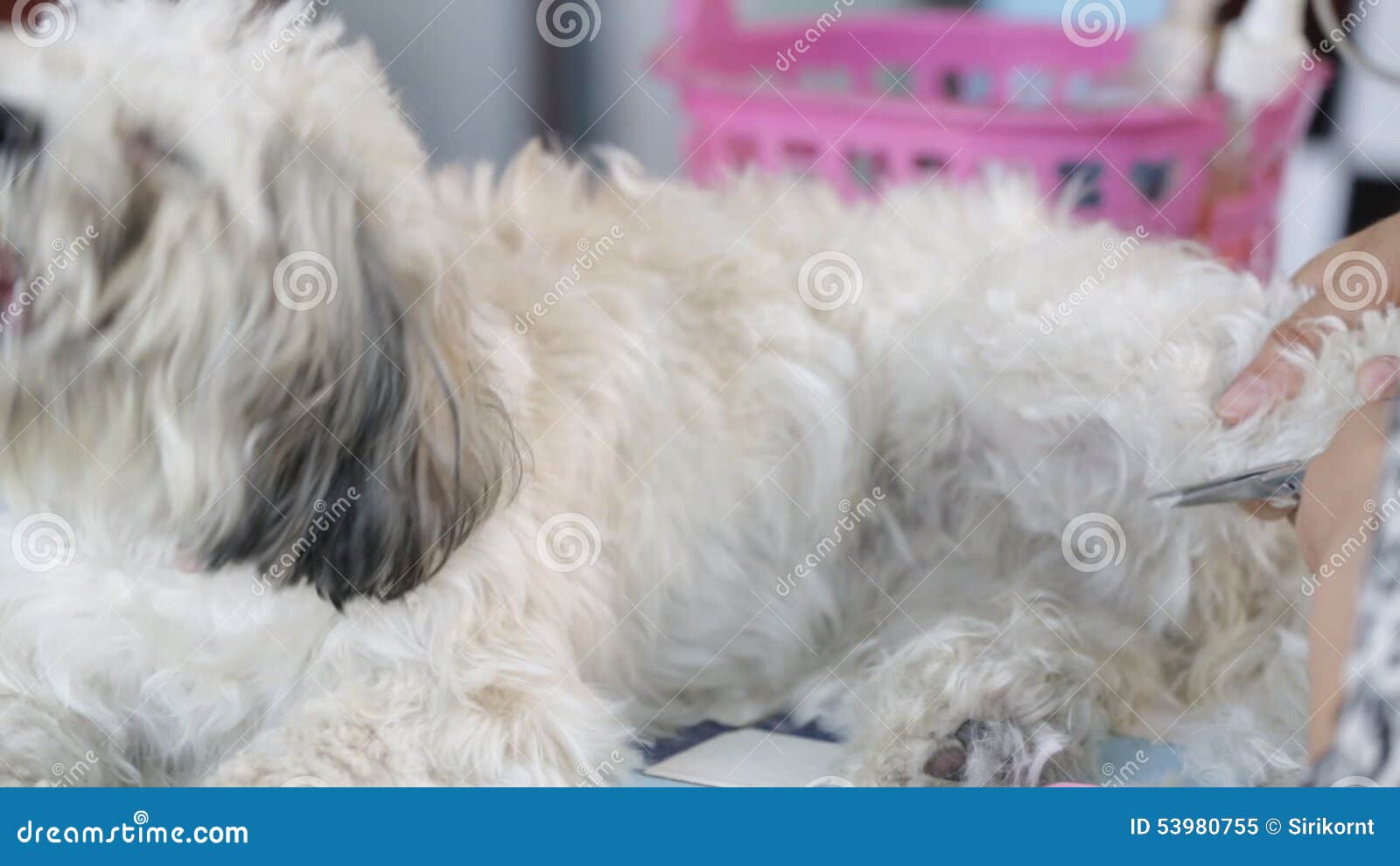 Human Hand Grooming Her Dog Stock Video - Video of caucasian, hands ...