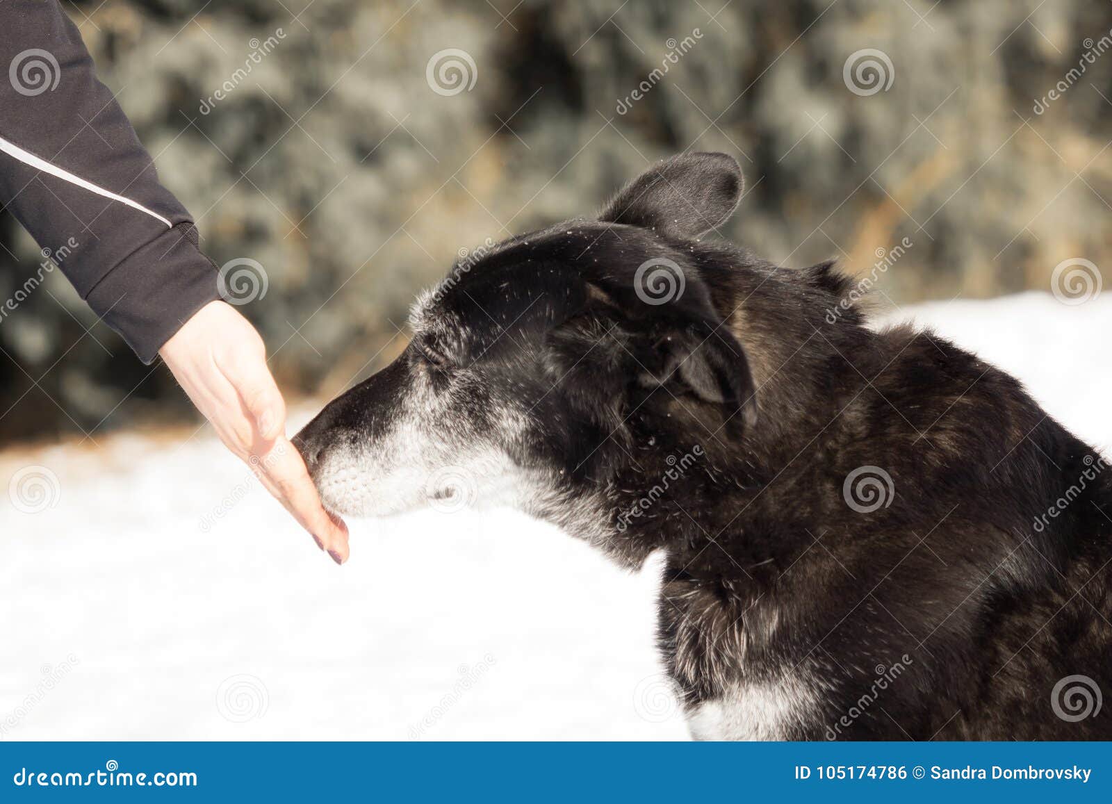 Human hand and head of dog stock photo. Image of love - 105174786