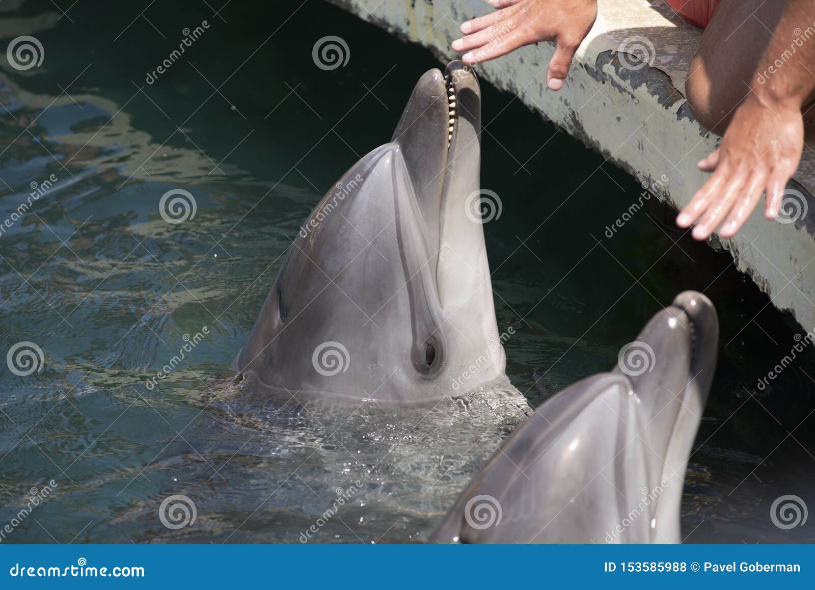 Human Hand and Head of a Dolphin Stock Photo - Image of fish, diving ...