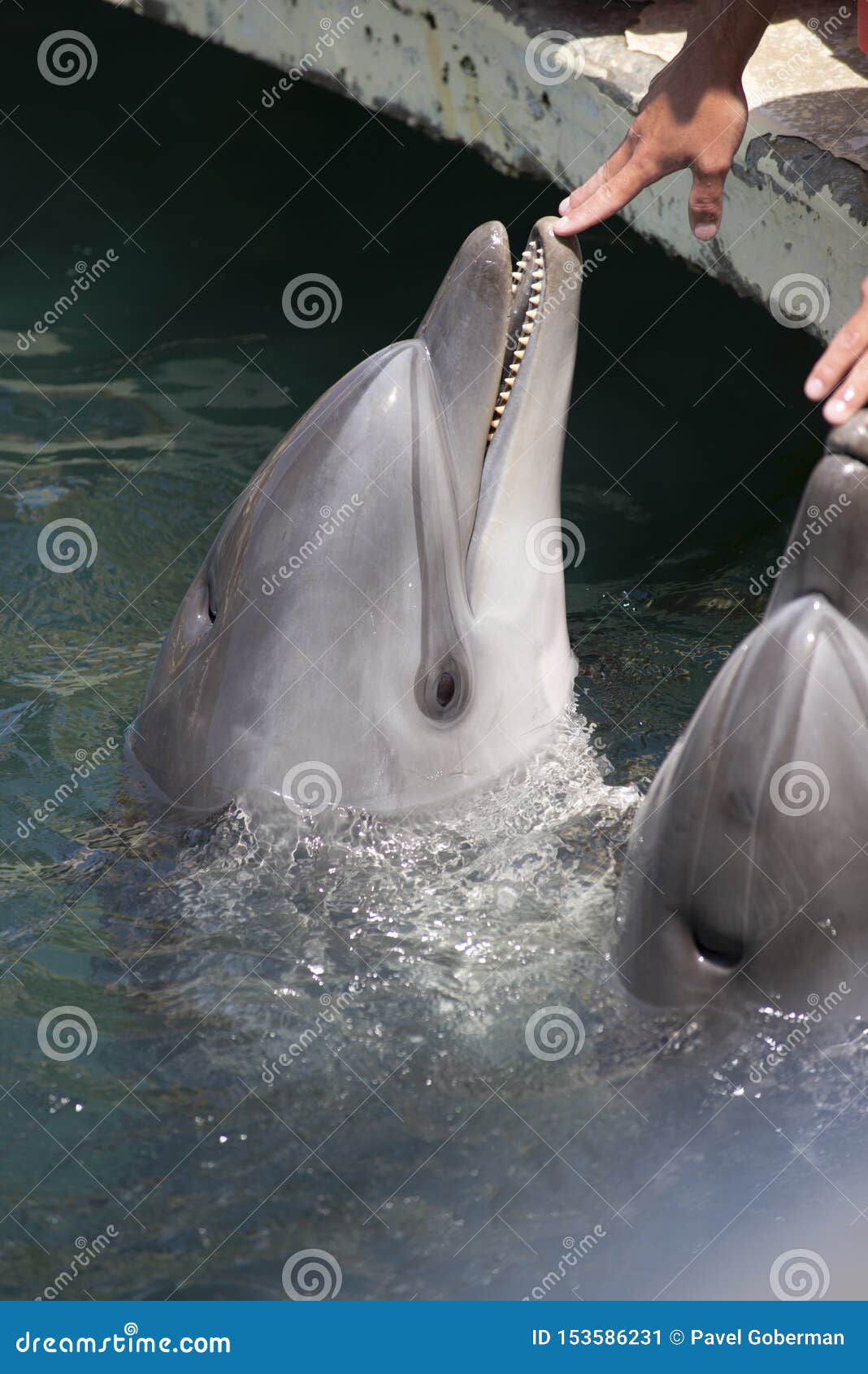 Human Hand and Head of a Dolphin Stock Image - Image of funny, diving ...