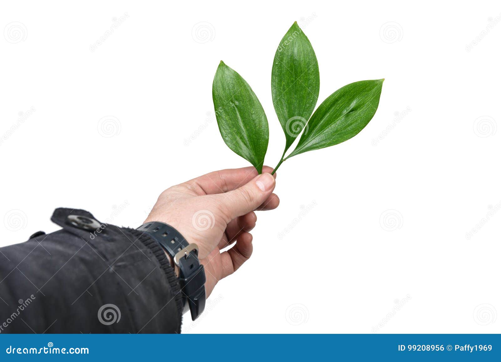 Human Hand Holding a Branch with Three Leaves Stock Photo - Image of ...