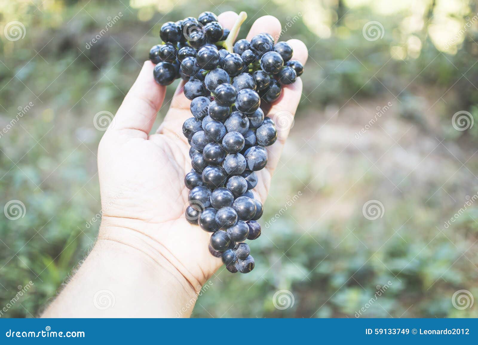 Human Hand Holding a Bunch of Black Grapes, Outdoor. Stock Image ...