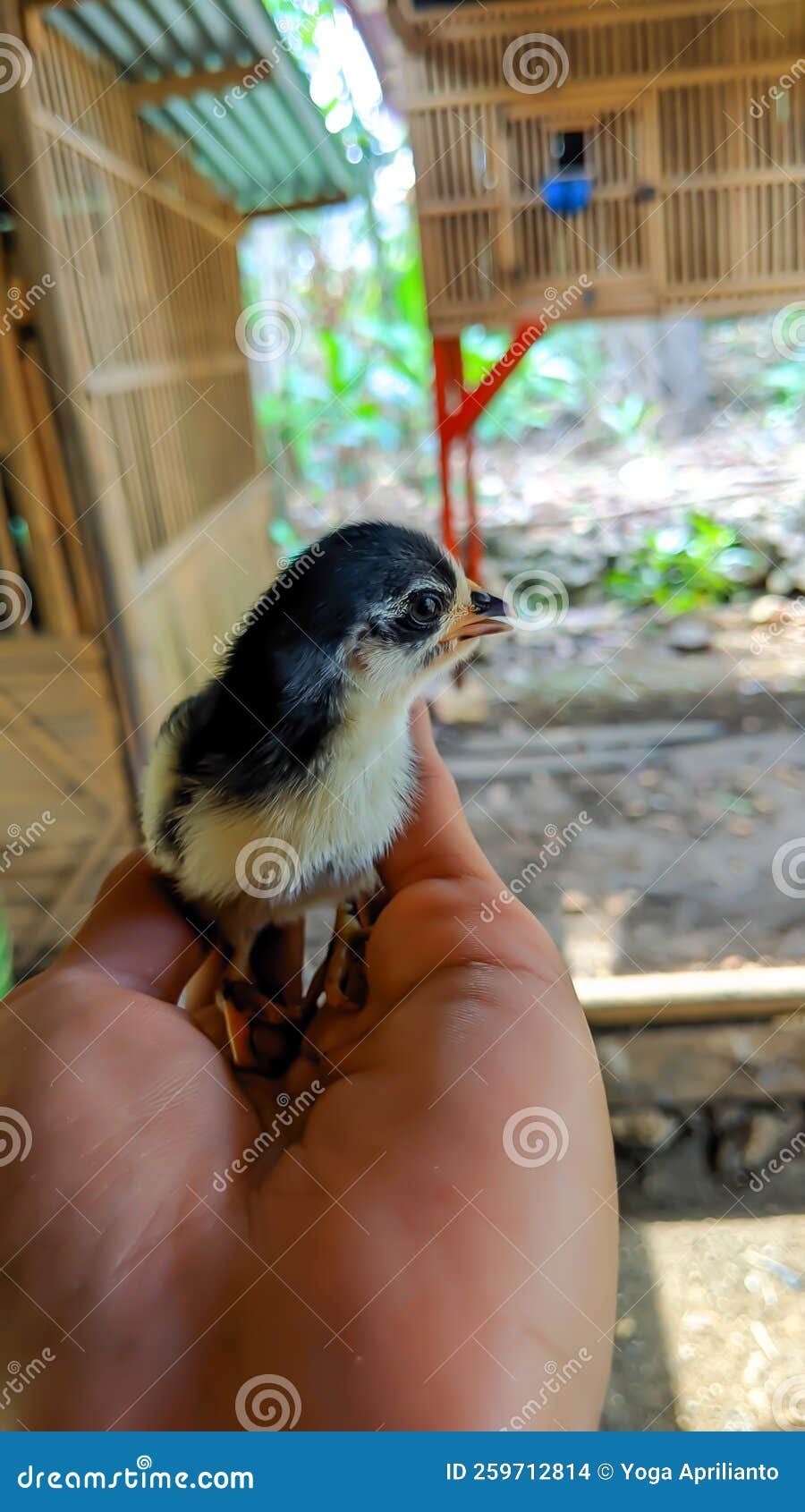 Human Hand Holding Chicks, on a Poultry Farm. Stock Photo - Image of ...