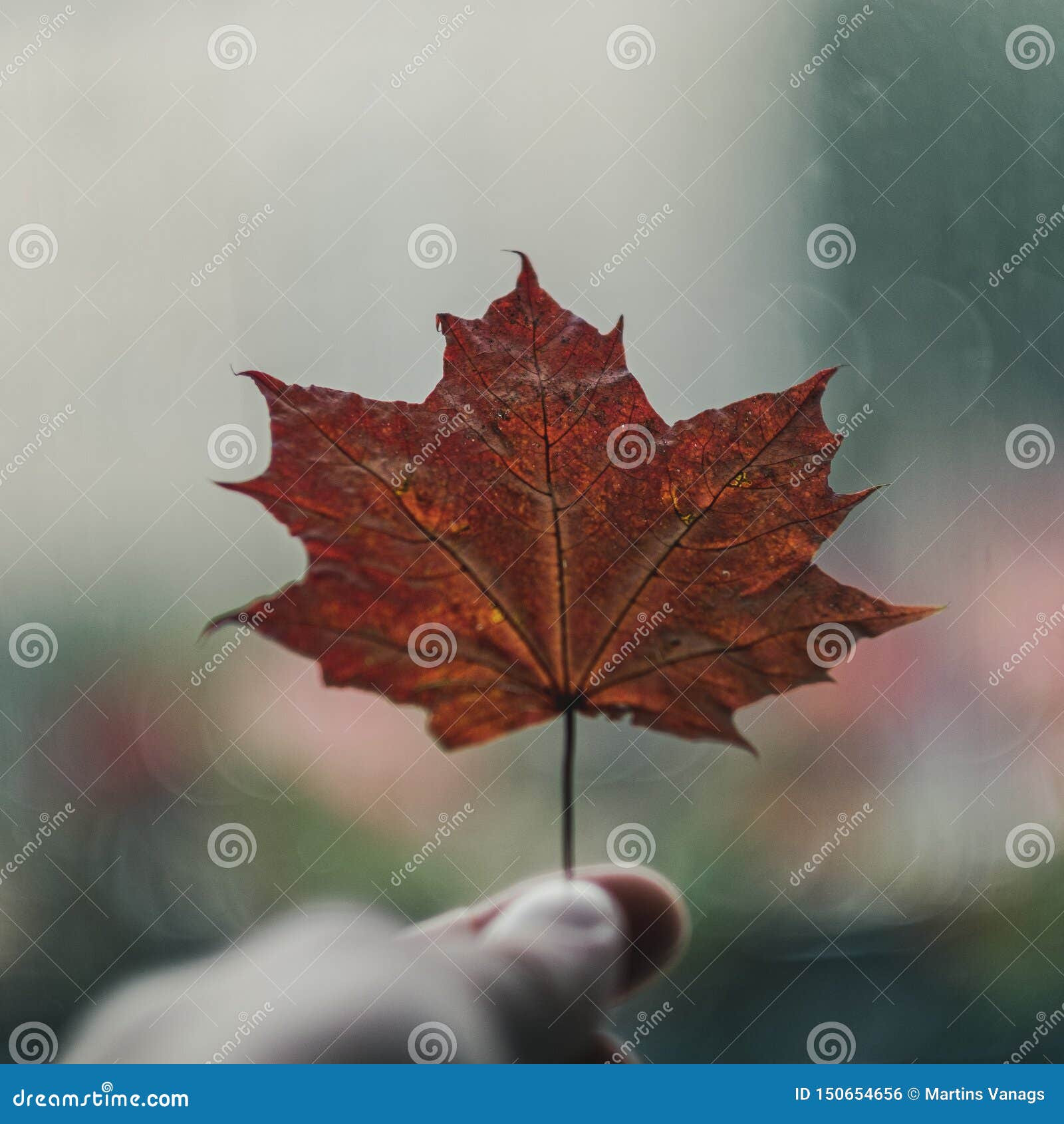 Human Hand Holding Colored Autumn Tree Leaf Stock Photo - Image of ...