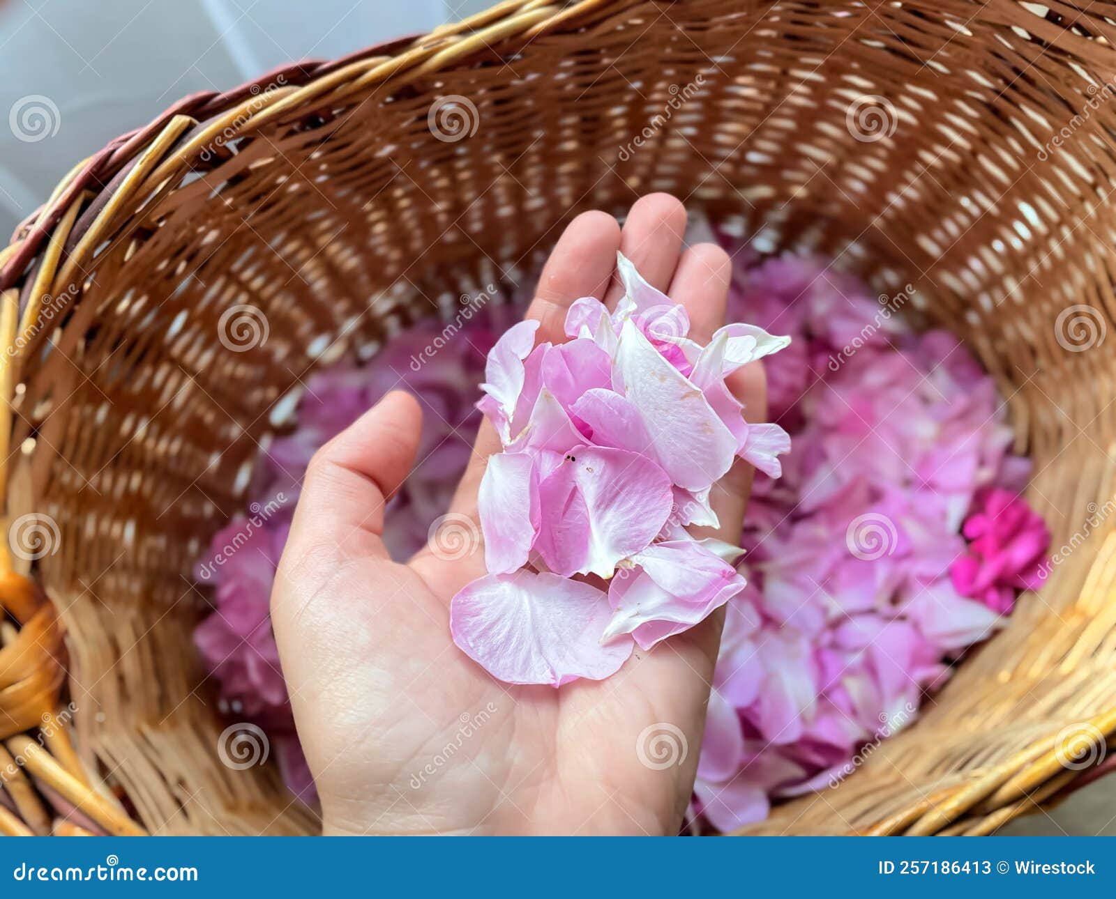 Human Hand Holding Cutted Rose Flower in the Hand Stock Image - Image ...
