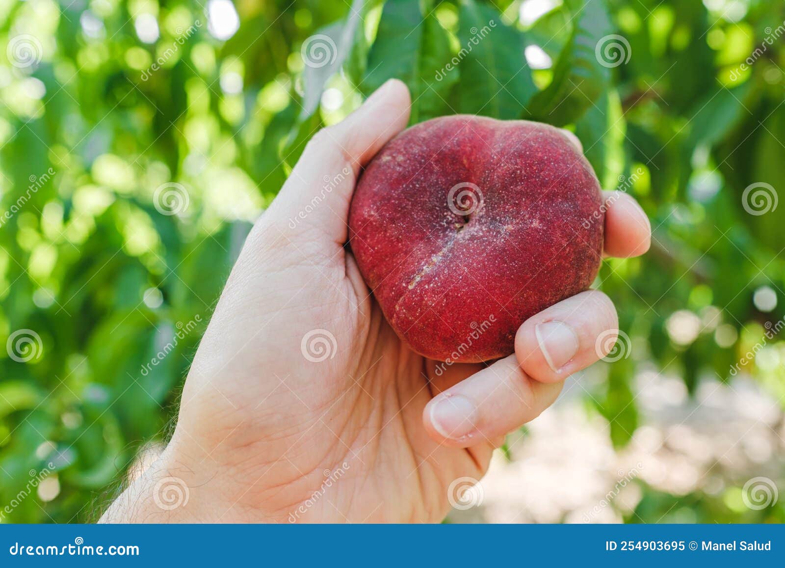 Human Hand Holding a Flat Peach. Blurred Background with Leaves Green ...