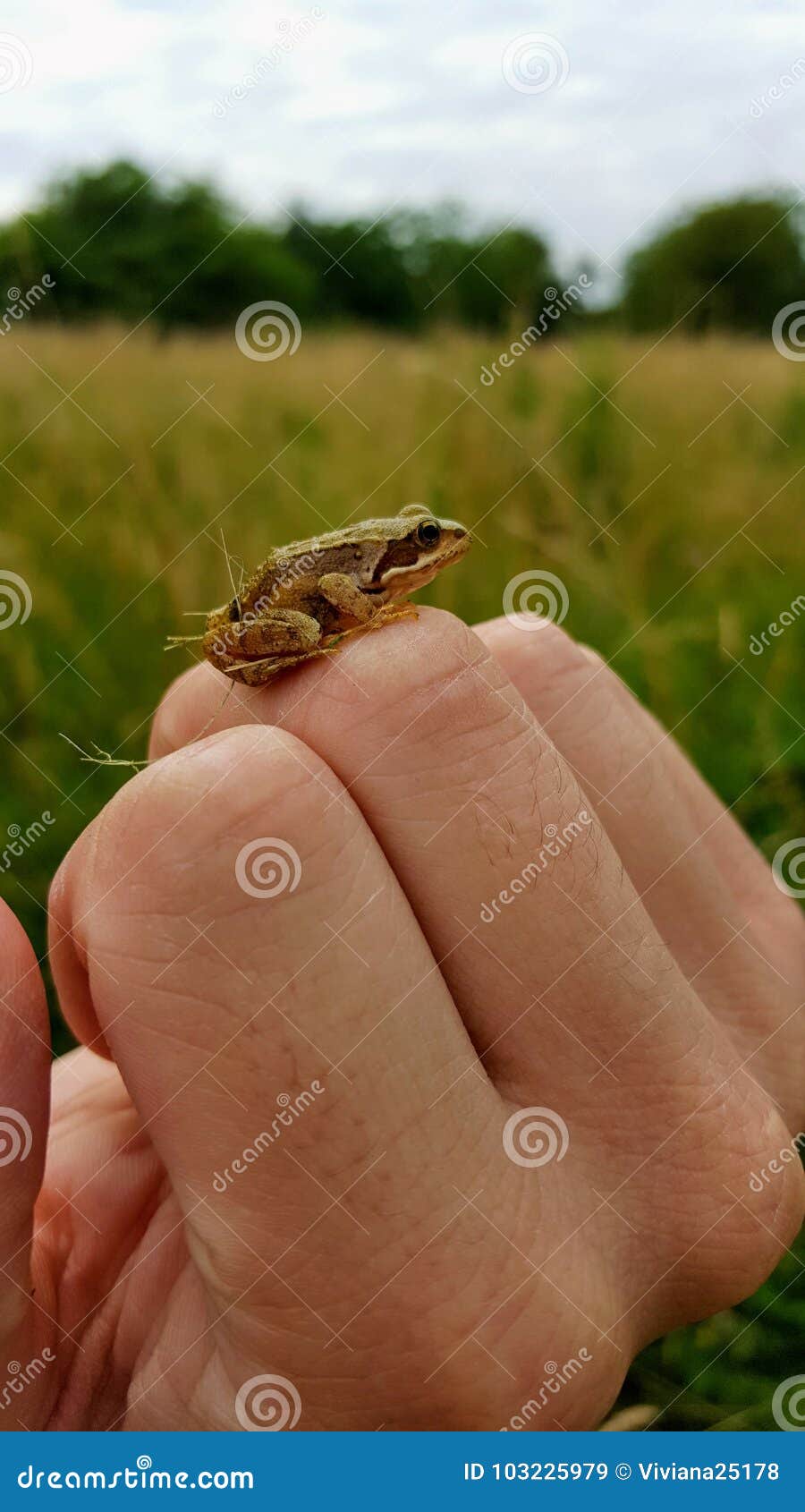 A Human Hand Holding a Frog Stock Image - Image of holding, hand: 103225979
