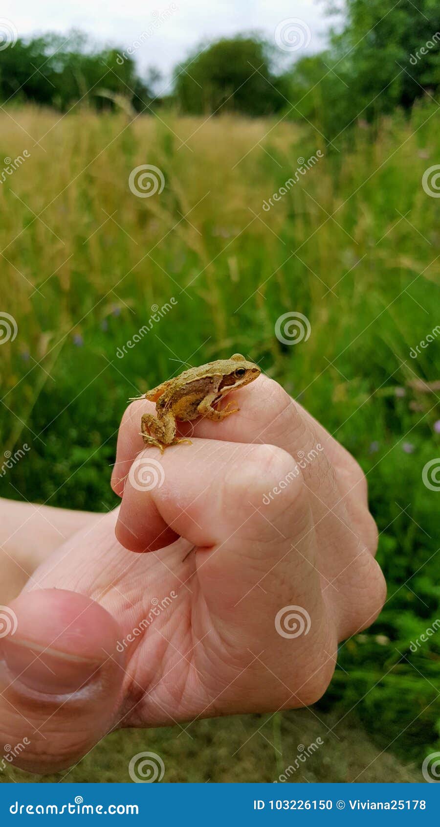 A Human Hand Holding a Frog Stock Photo - Image of hand, finger: 103226150