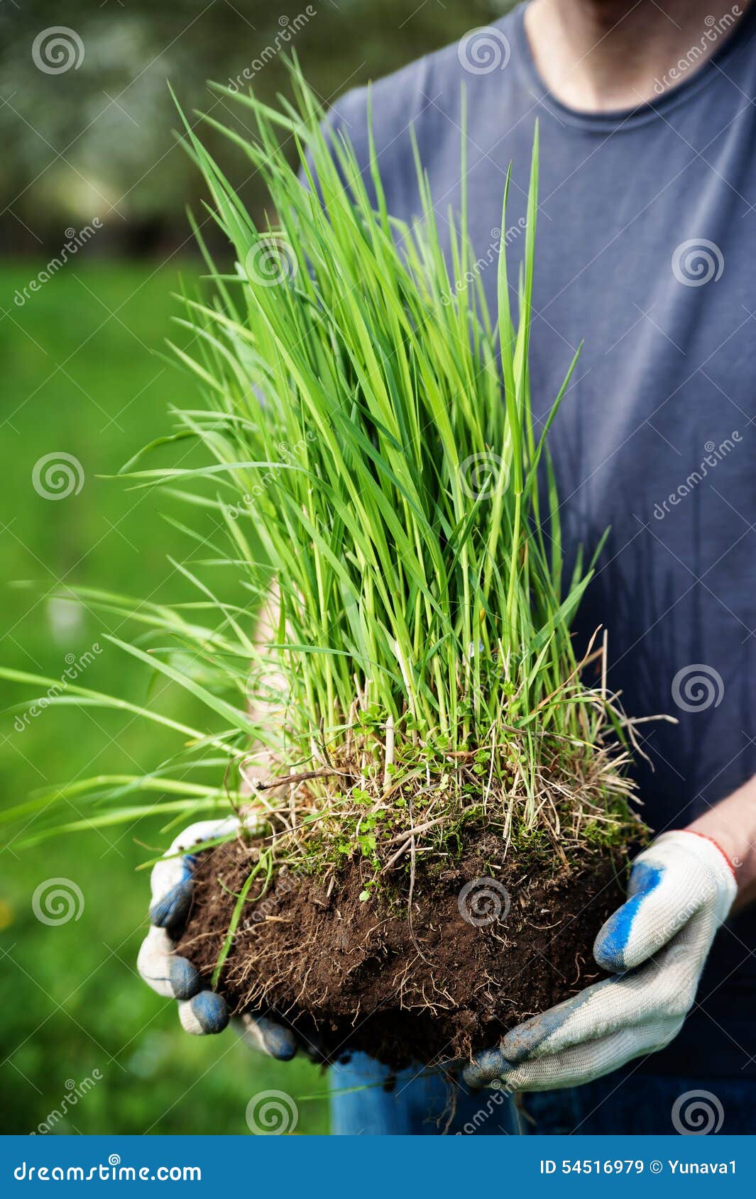 Human hand holding grass stock image. Image of weed, gardening - 54516979