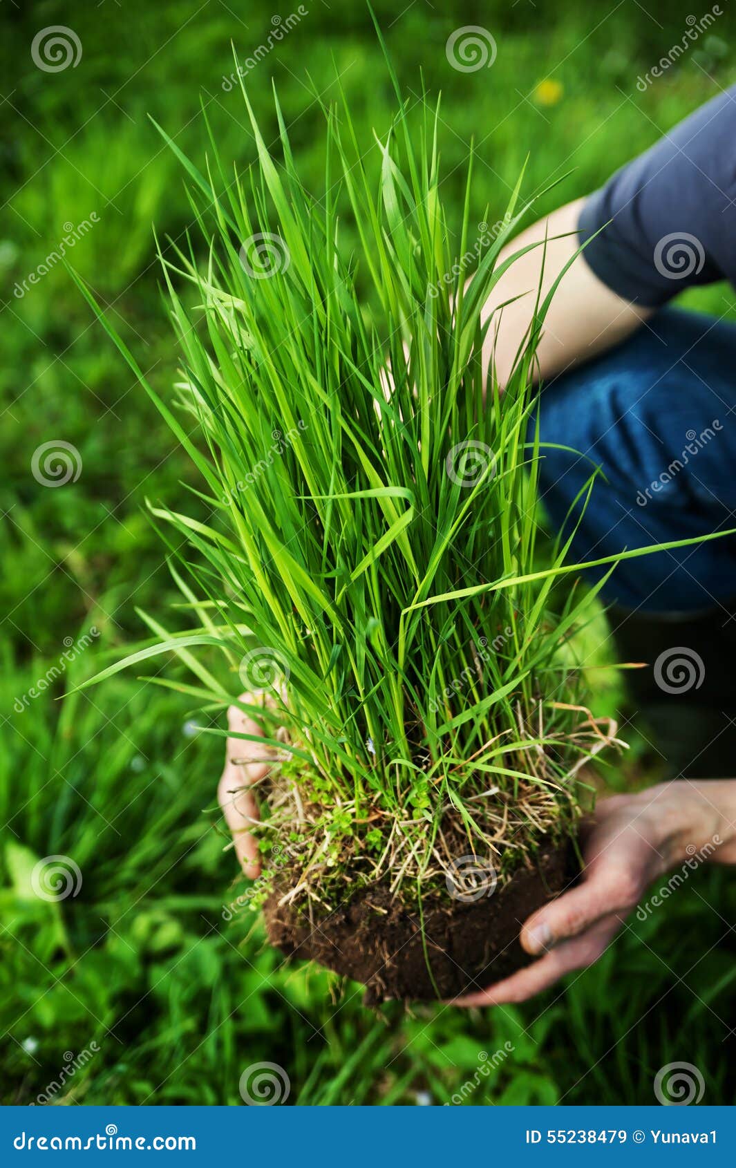 Human hand holding grass stock image. Image of leaf, sepal - 55238479
