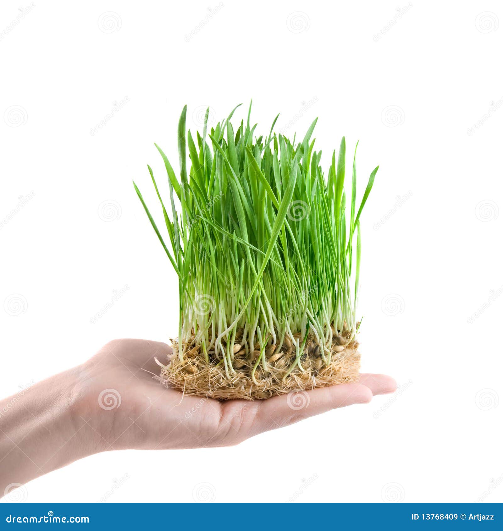 Human Hand Holding Green Grass Stock Image - Image of decor, care: 13768409