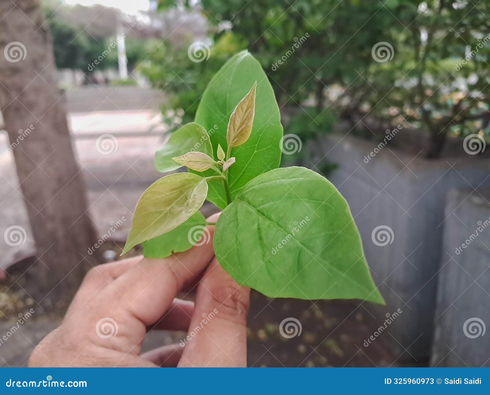 Human Hand Holding a Green Leaf Stalk Stock Image - Image of fingers ...