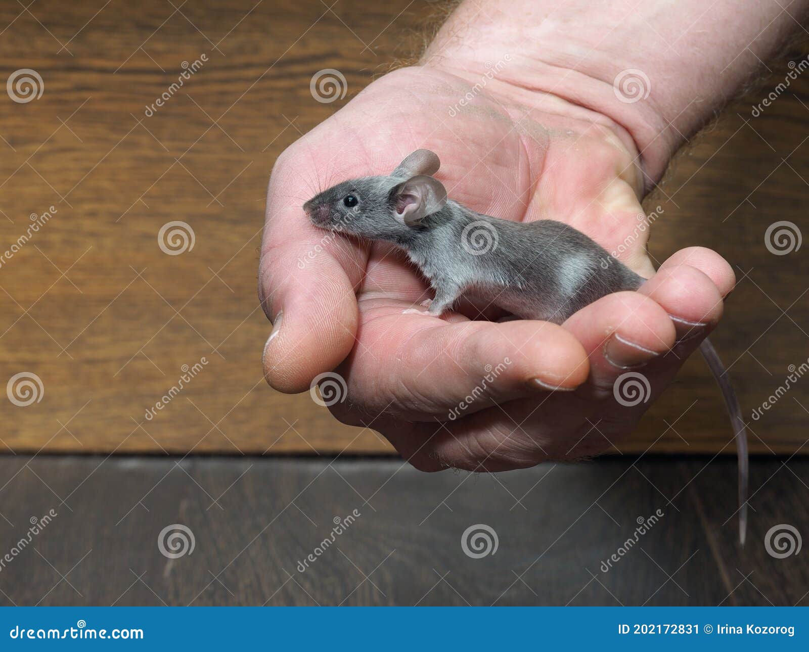 The Human Hand is Holding a Mouse Stock Image - Image of carriers ...