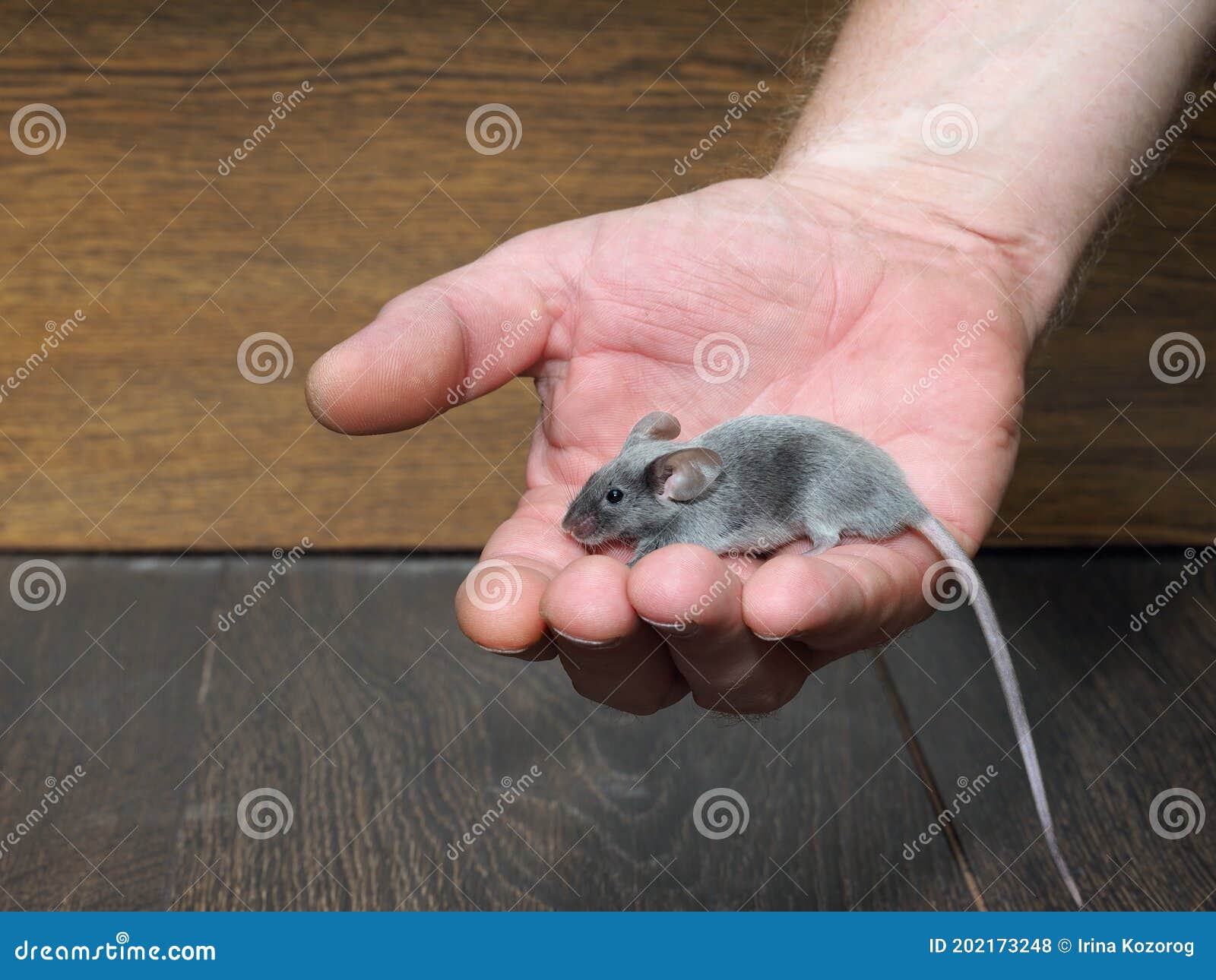 The Human Hand is Holding a Mouse Stock Photo - Image of furry, human ...