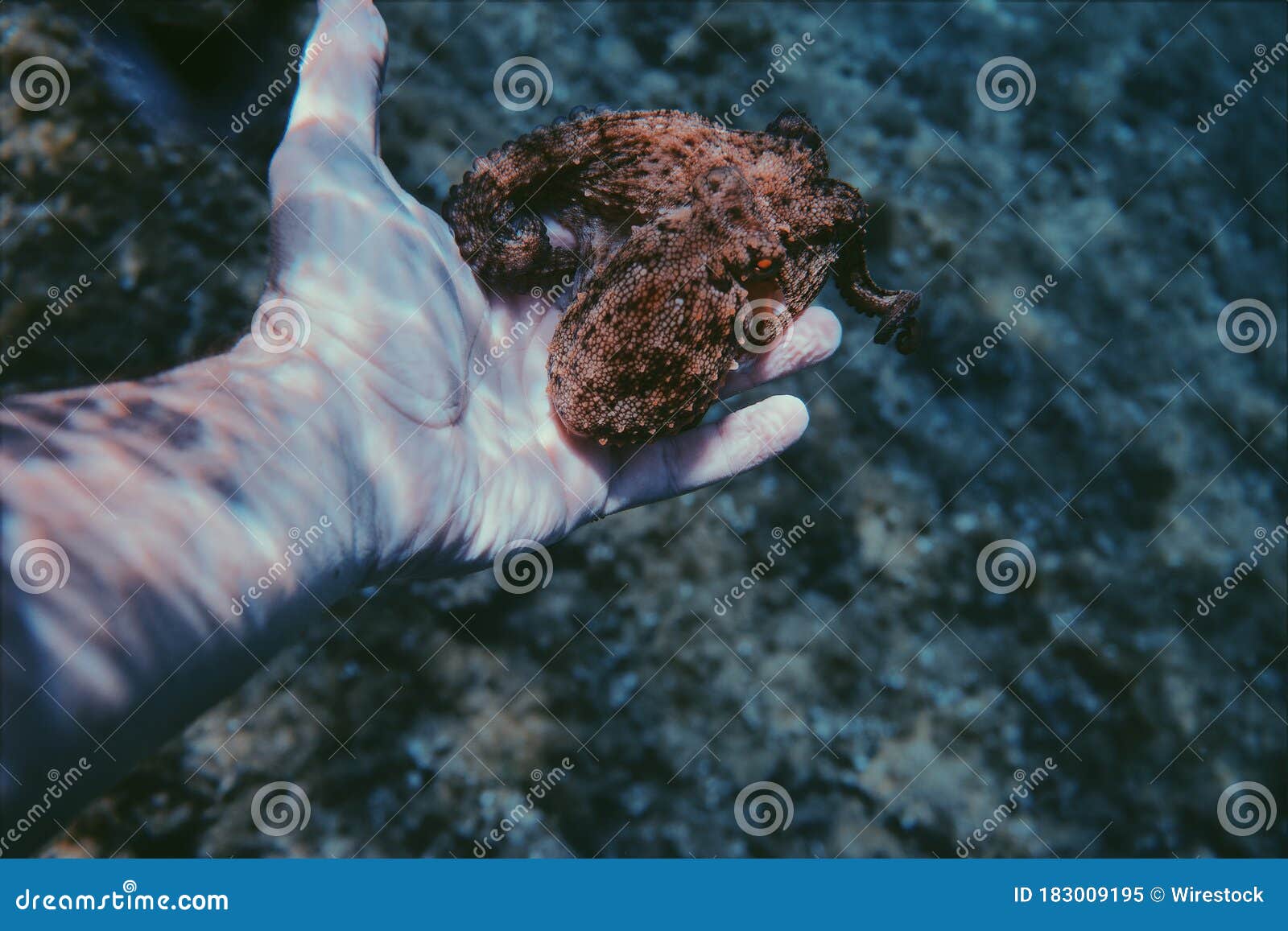 Human Hand Holding an Octopus Underwater Stock Image - Image of blue ...